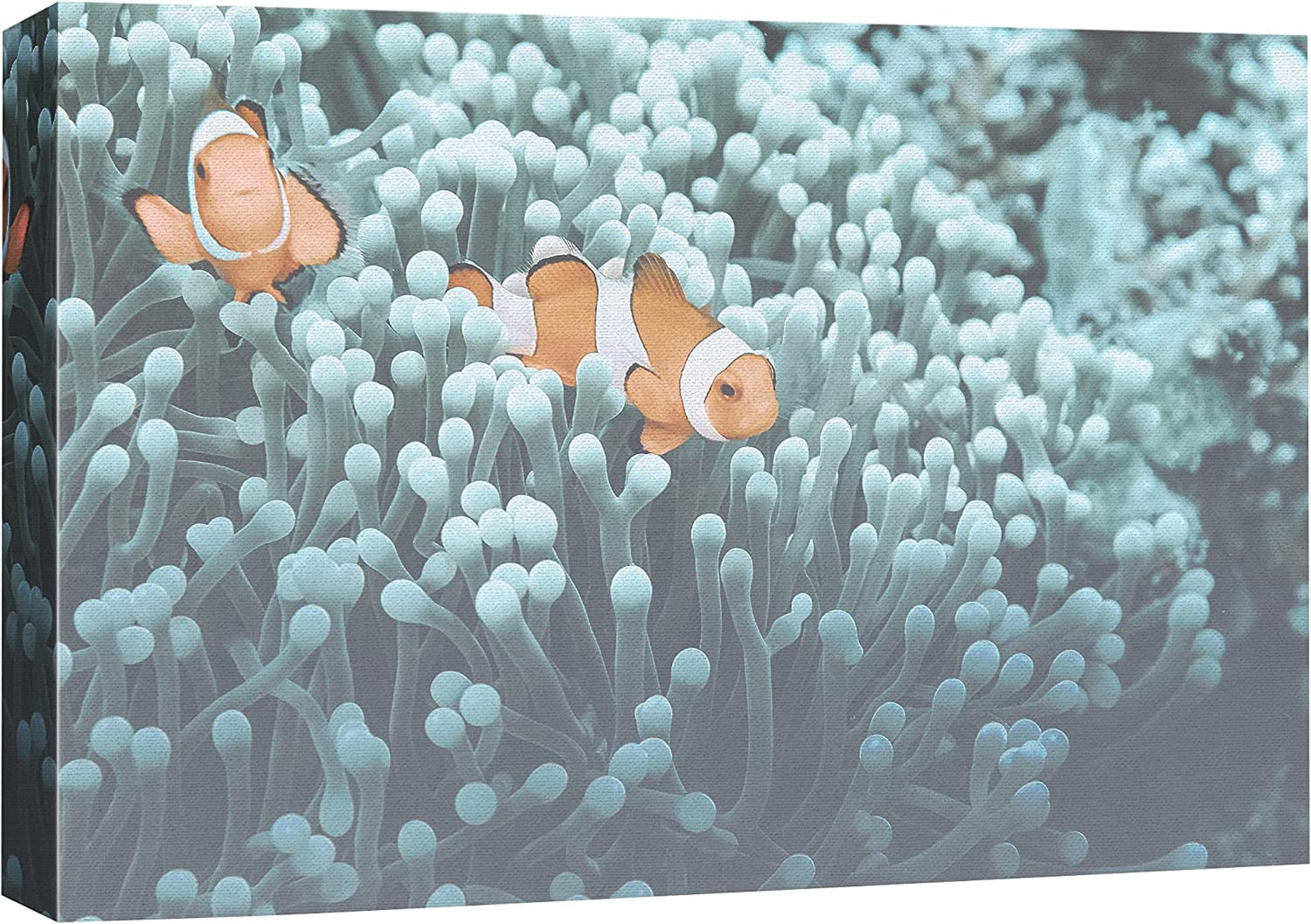 VELVET Canvas Prt Wall Art Two Clownfish Near Coral Amphibians Ocean ...