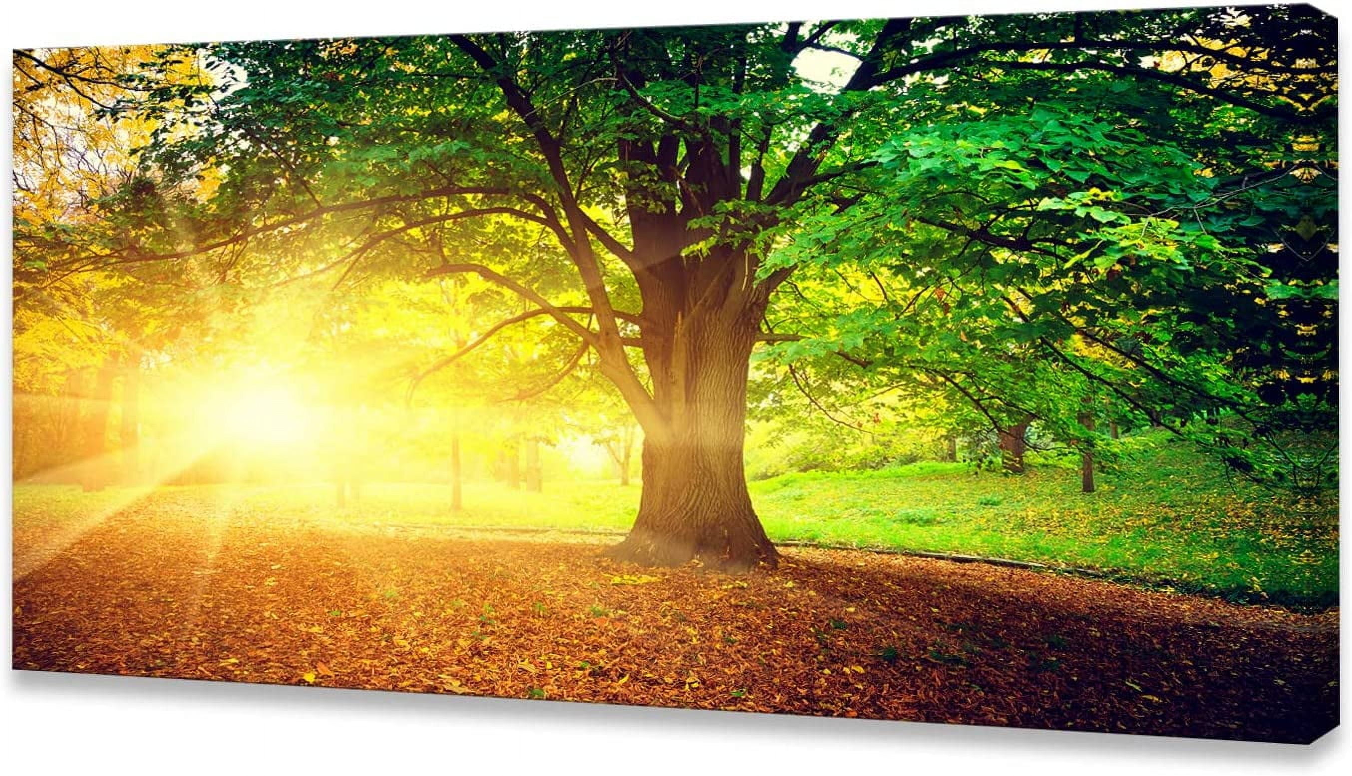 VELVET S06162 Wall Art Decor Canvas Prt Picture Sunrise Trees 1 Panel ...