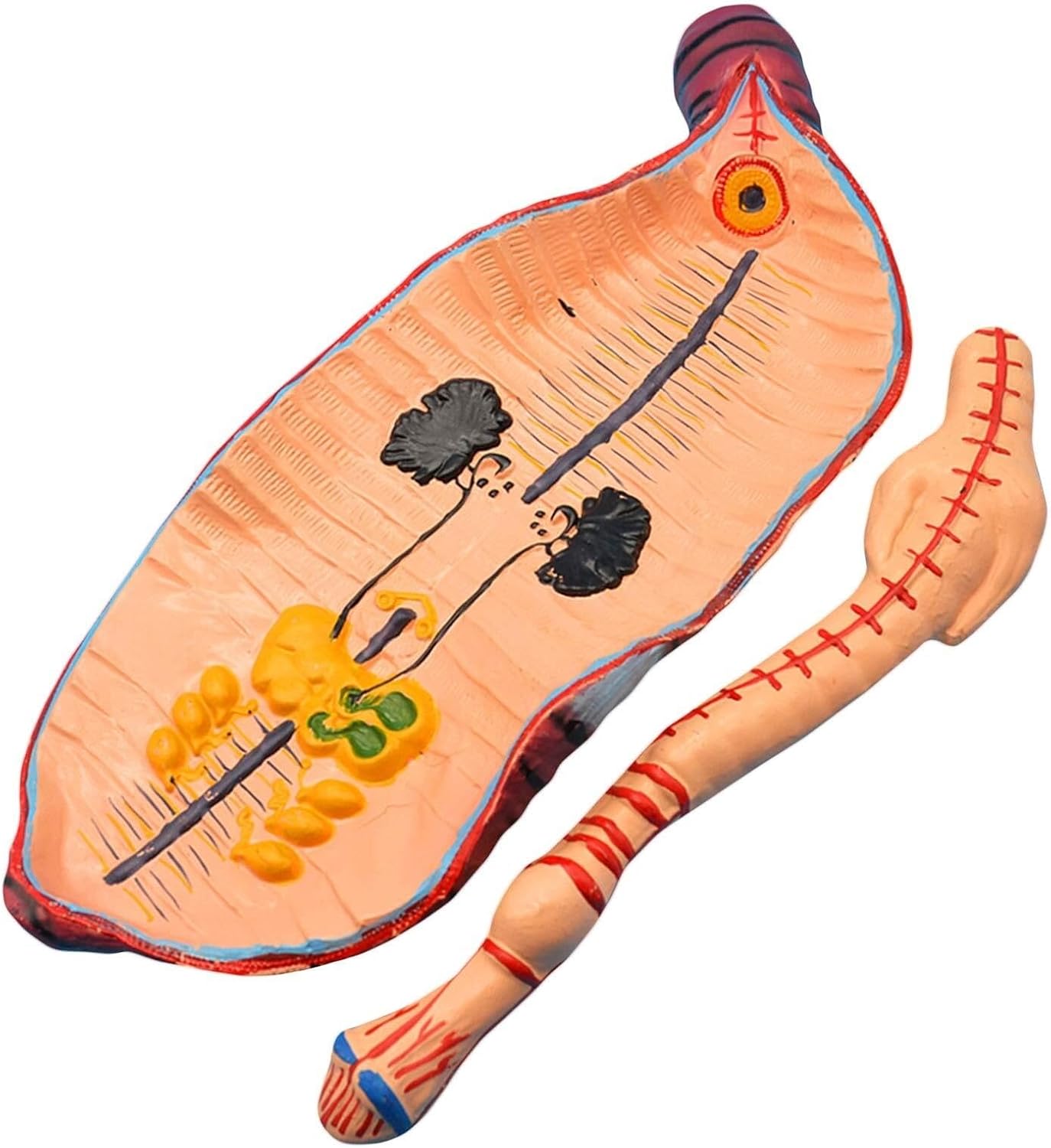 VERIMP Earthworm Anatomy Model Earthworm Annelid Invertebrate ...