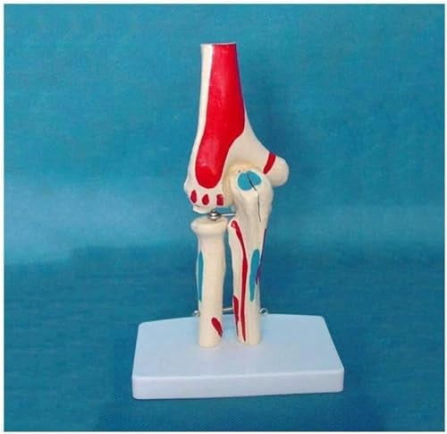 VERIMP Human Elbow Joint Muscle Coloring Model Joint Skeleton Skeleton ...