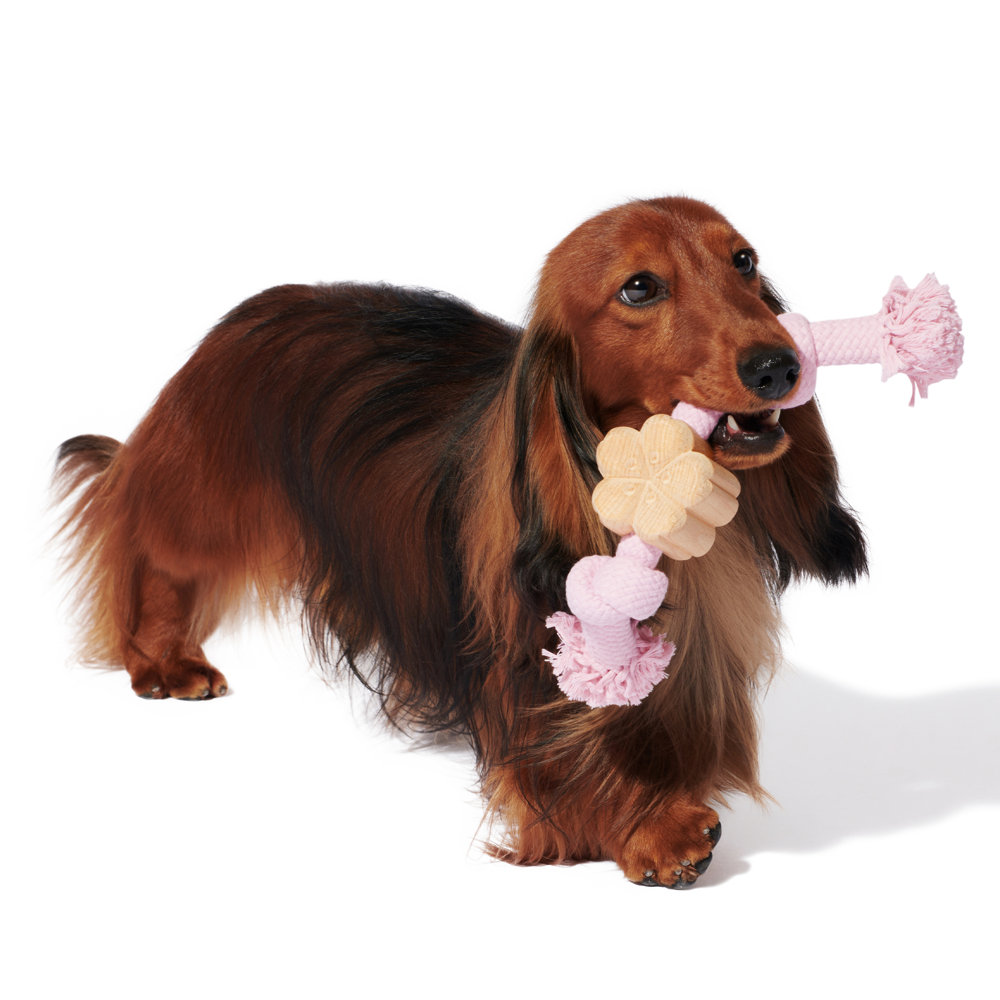 VETRESKA Cherry Blossom Knot Dog Rope Toys Tug of War Interactive Chew ...