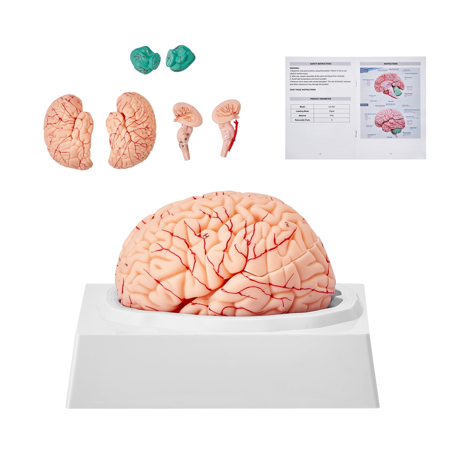 VEVOR Human Brain Model Anatomy, 1:1 Life-Size 9-Part Human Brain ...