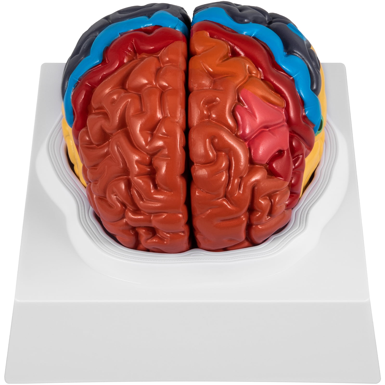 VEVOR Color-Coded Human Brain Anatomy Model with Philippines | Ubuy