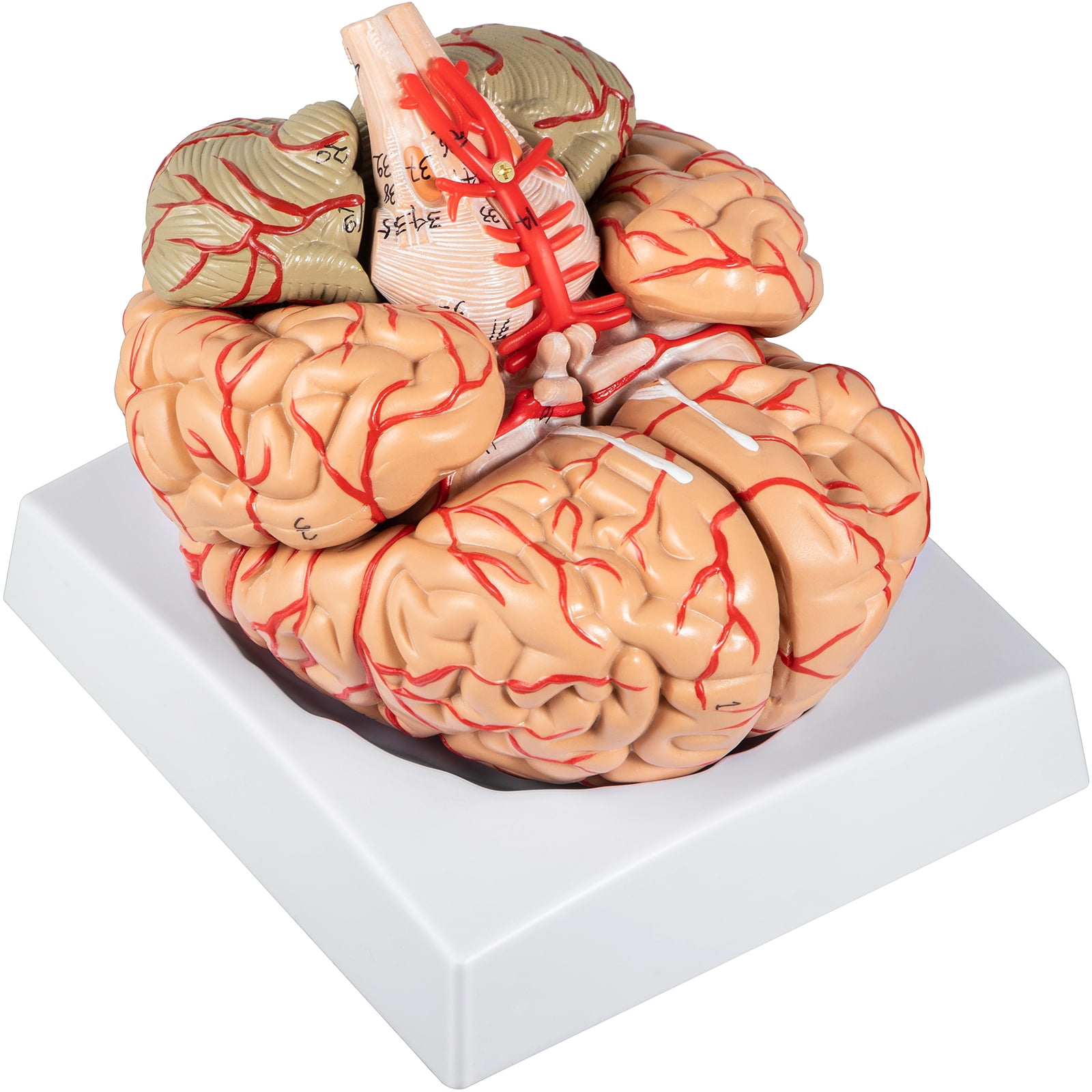 VEVOR Human Brain Anatomy Model - 9-Part Life Size Australia | Ubuy