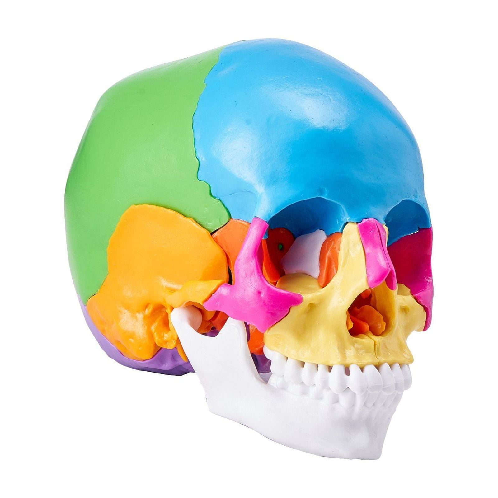 VEVOR Human Skull Model, 22 Parts Human Skull Anatomy, Life-Size ...