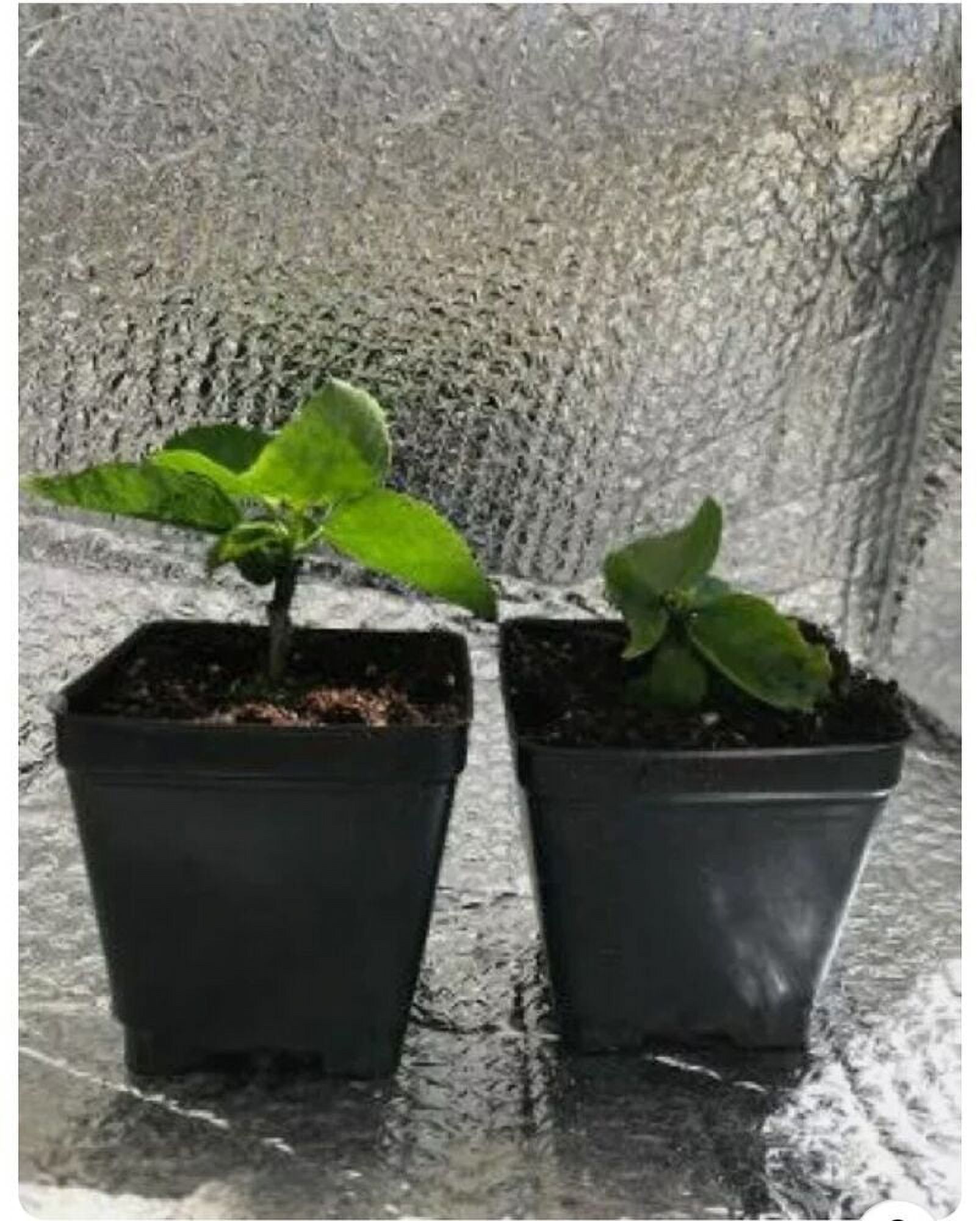 VOODOO QUEEN-SMALL Rooted Exotic Tropical Hibiscus STARTER Plant ...