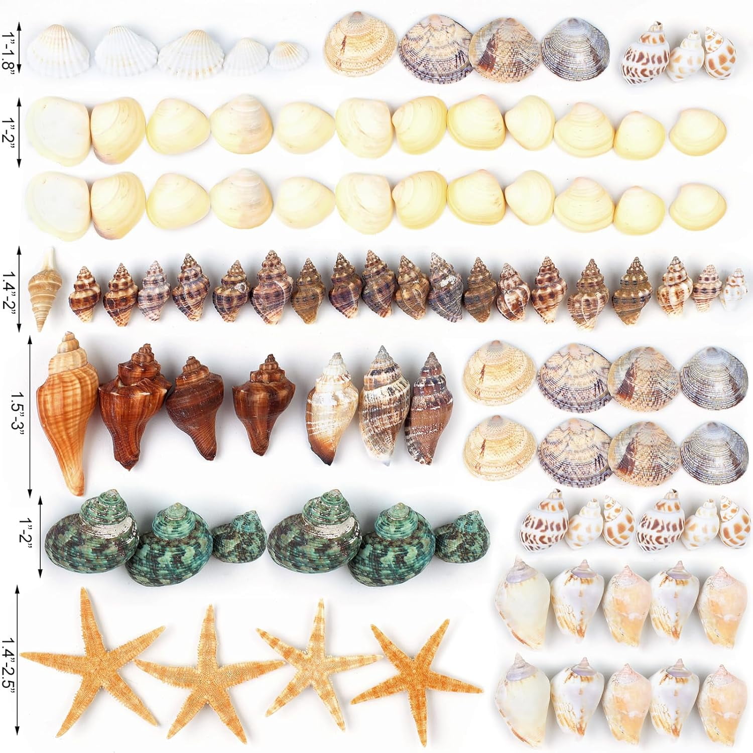 VYINPMY 80+ Pcs Natural Seashells Mixed Starfish Sea Shells for Crafts ...
