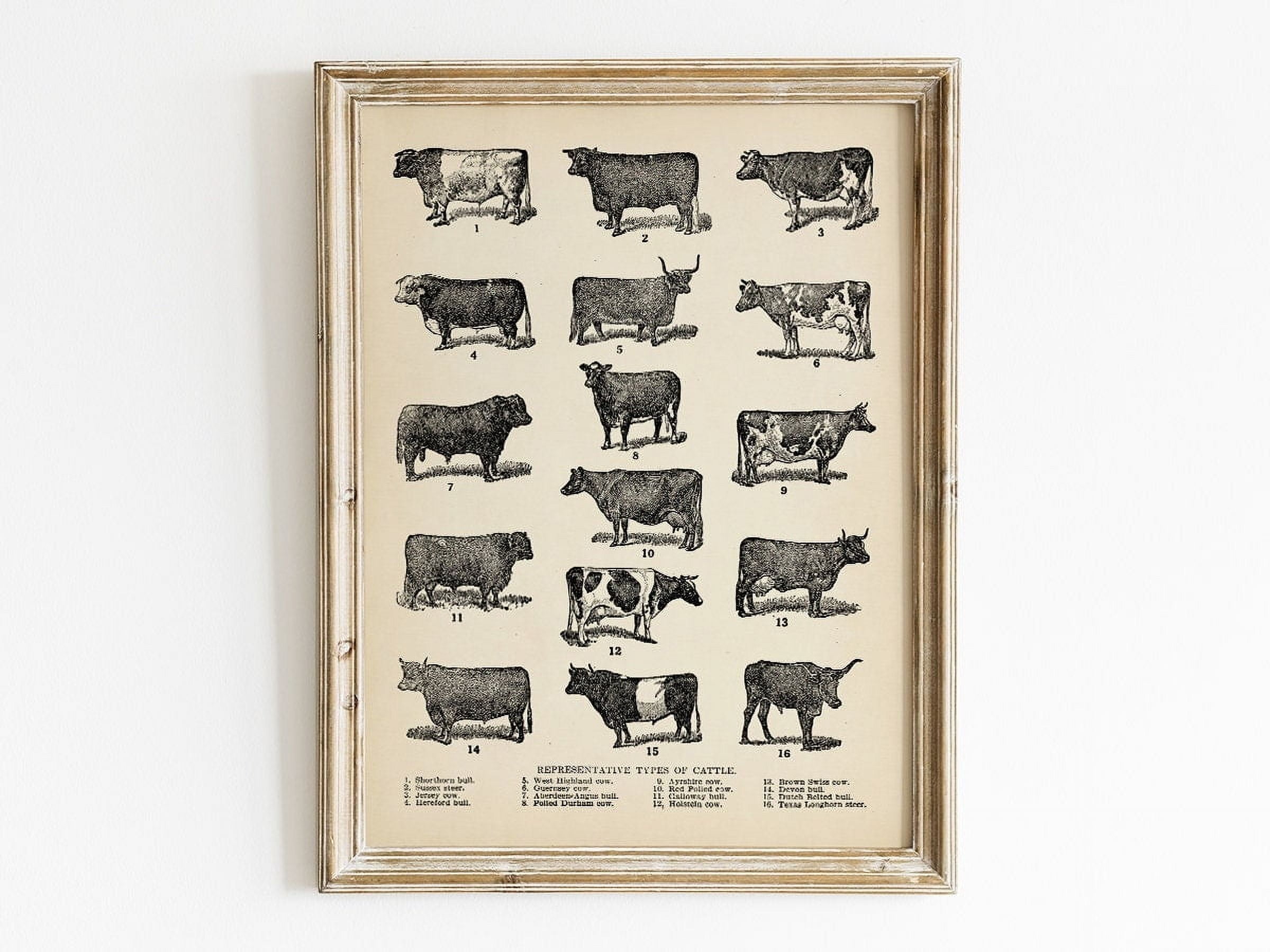 ValCoPo Breeds of Cow Printable, Types of Cattle, Digital Download, Farmhouse Decor, Dairy ...