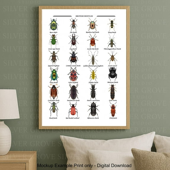 ValCoPo British Beetles Poster | Bug Identification Chart | Printable ...