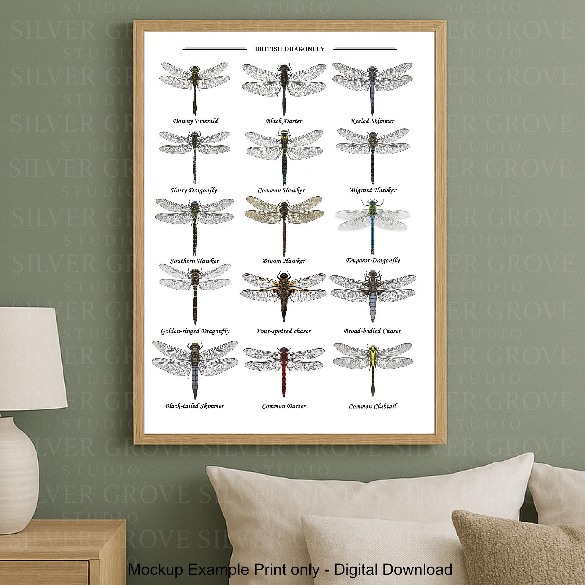 ValCoPo British Dragonfly Identification Chart Poster | Species Wall ...