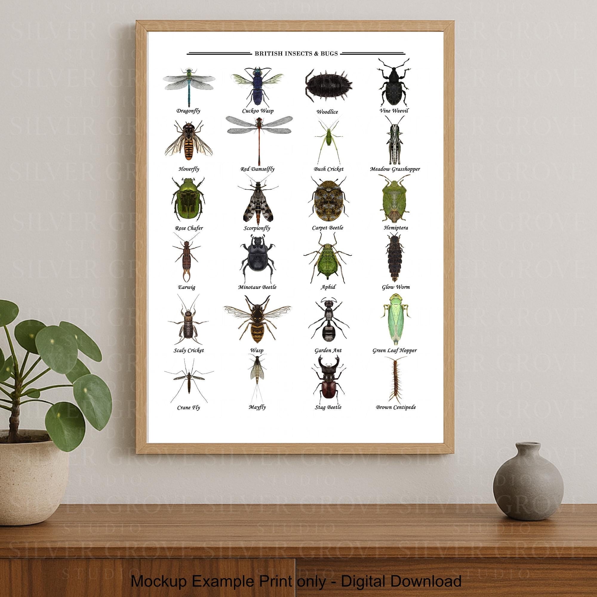 ValCoPo British Insects & Bugs Poster | Bug Identification Chart ...