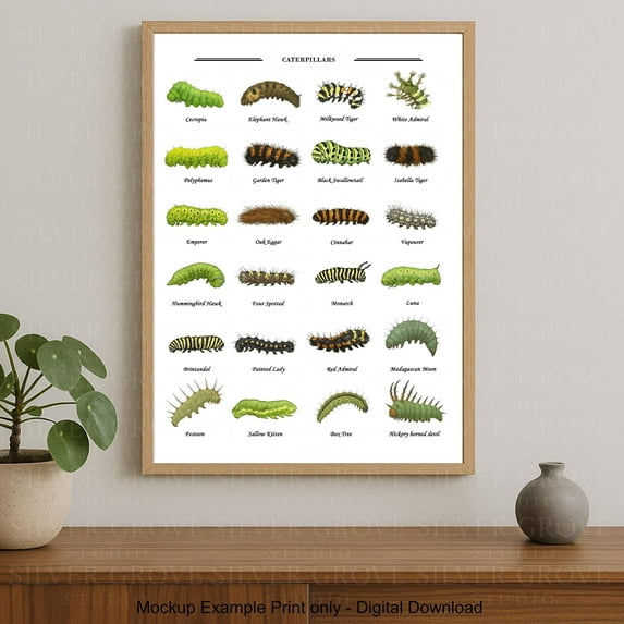 ValCoPo Caterpillars Poster | Butterfly & Moth Larvae Chart | Printable ...