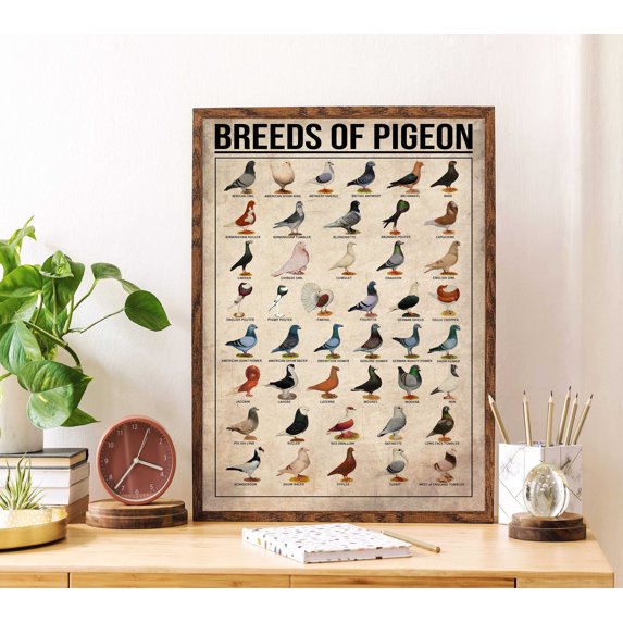 ValCoPo Unframed Breeds Of Pigeon , Pigeon Lover Gift, Pigeon Poster ...