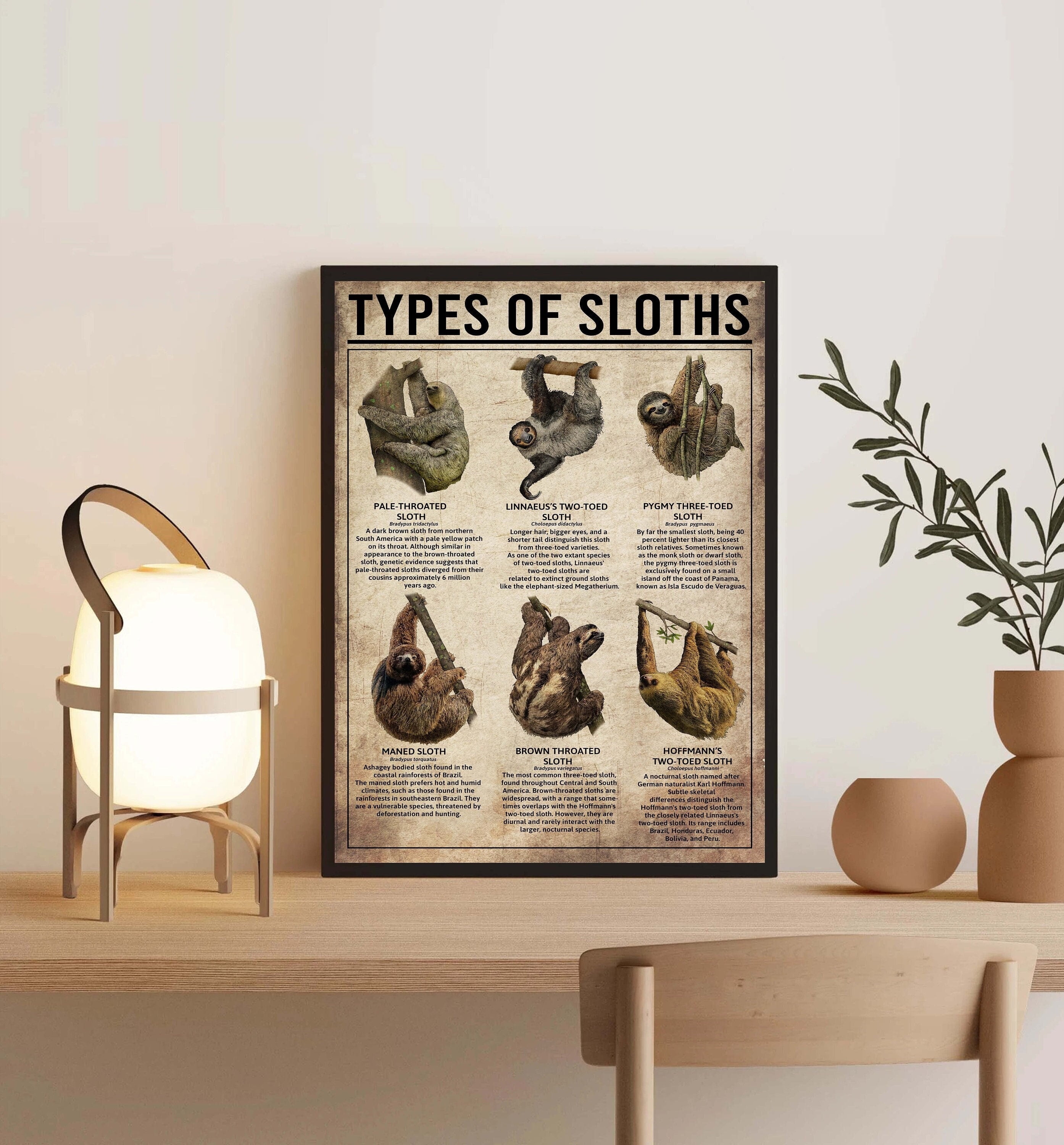 ValCoPo Unframed Types Of Sloths , Sloth Lover Gift, Sloth , Sloth ...