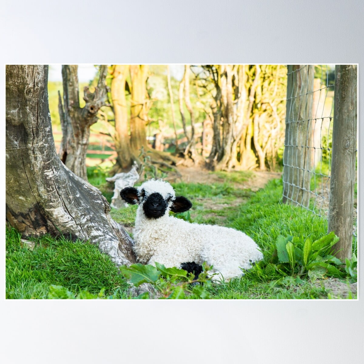 Valais Blacknose Lamb Poster Wall Art, Modern Wall Decor For Living ...