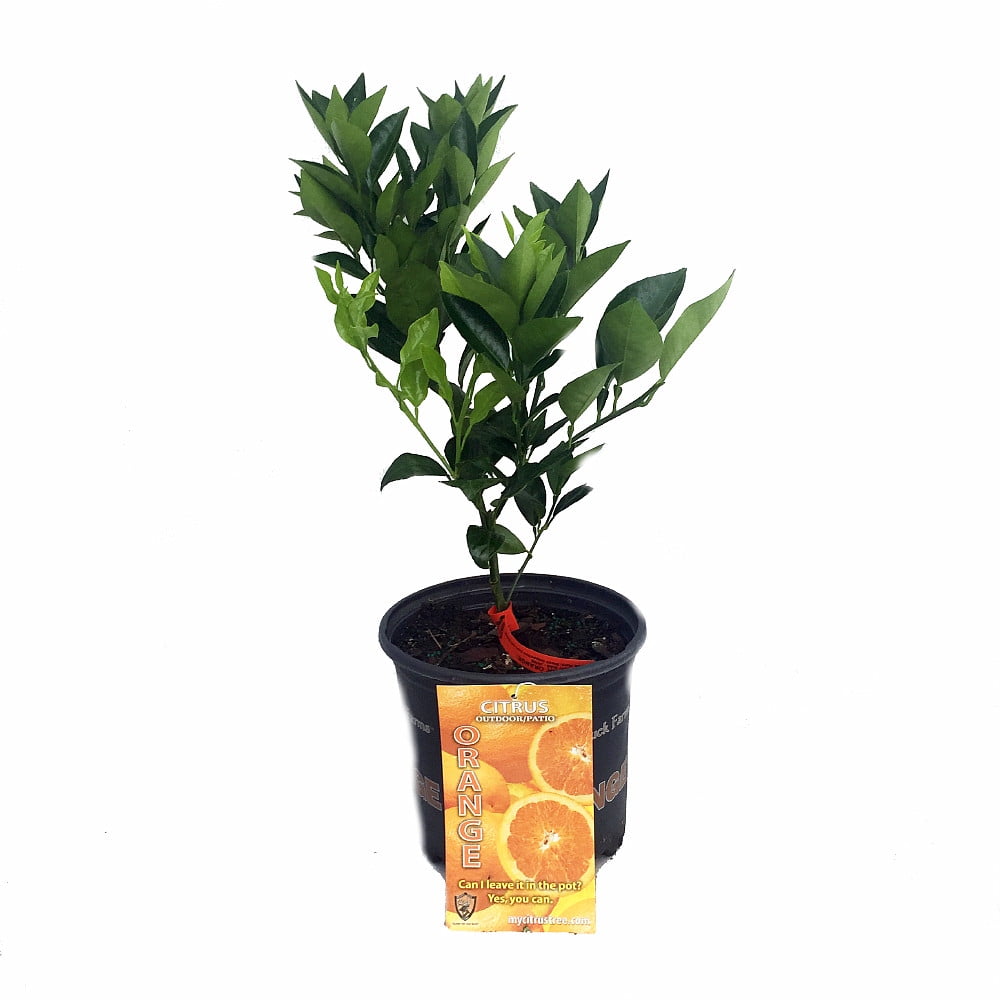 LIVE Valencia Orange Tree - Sweet Indoor/Outdoor Plant in 8" Pot - NO ...