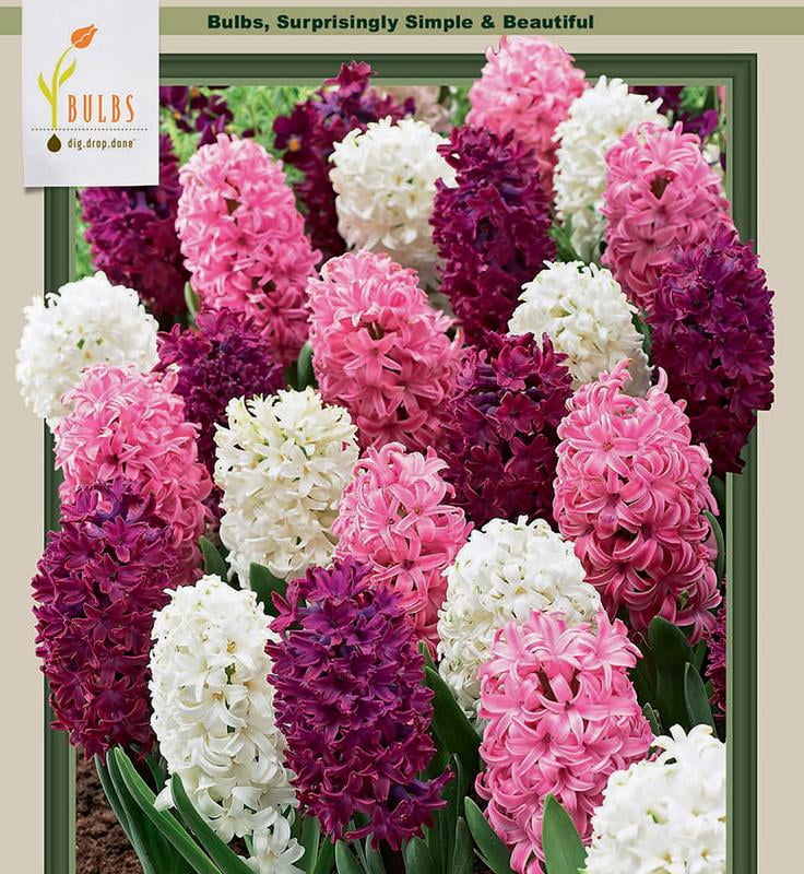 Valentine Mix Hyacinth 12 Bulbs - Super Value - Fragrant - 15/16 cm Bulbs - Walmart.com