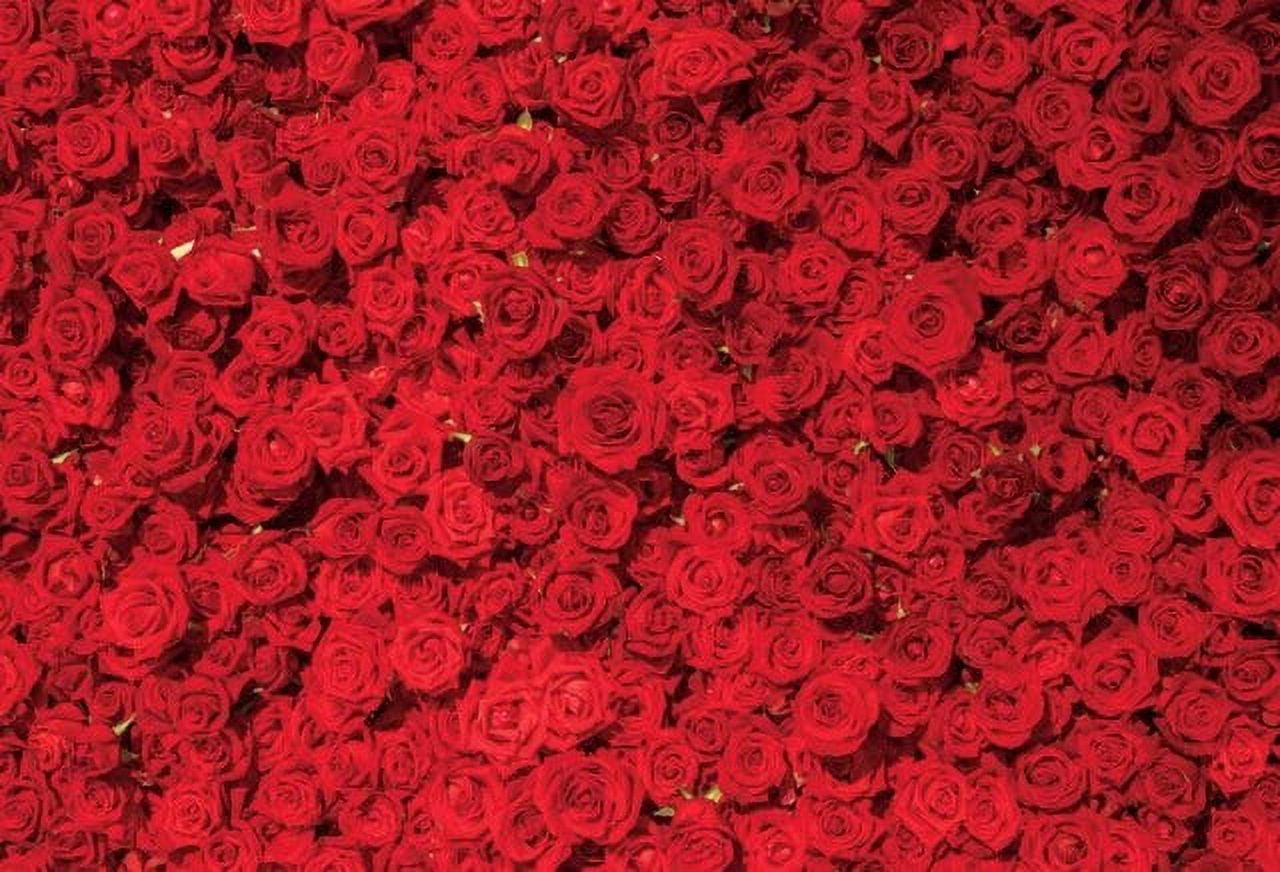Valentine's Day Rose Flower Wall Background Red Rose Wedding Bridal ...