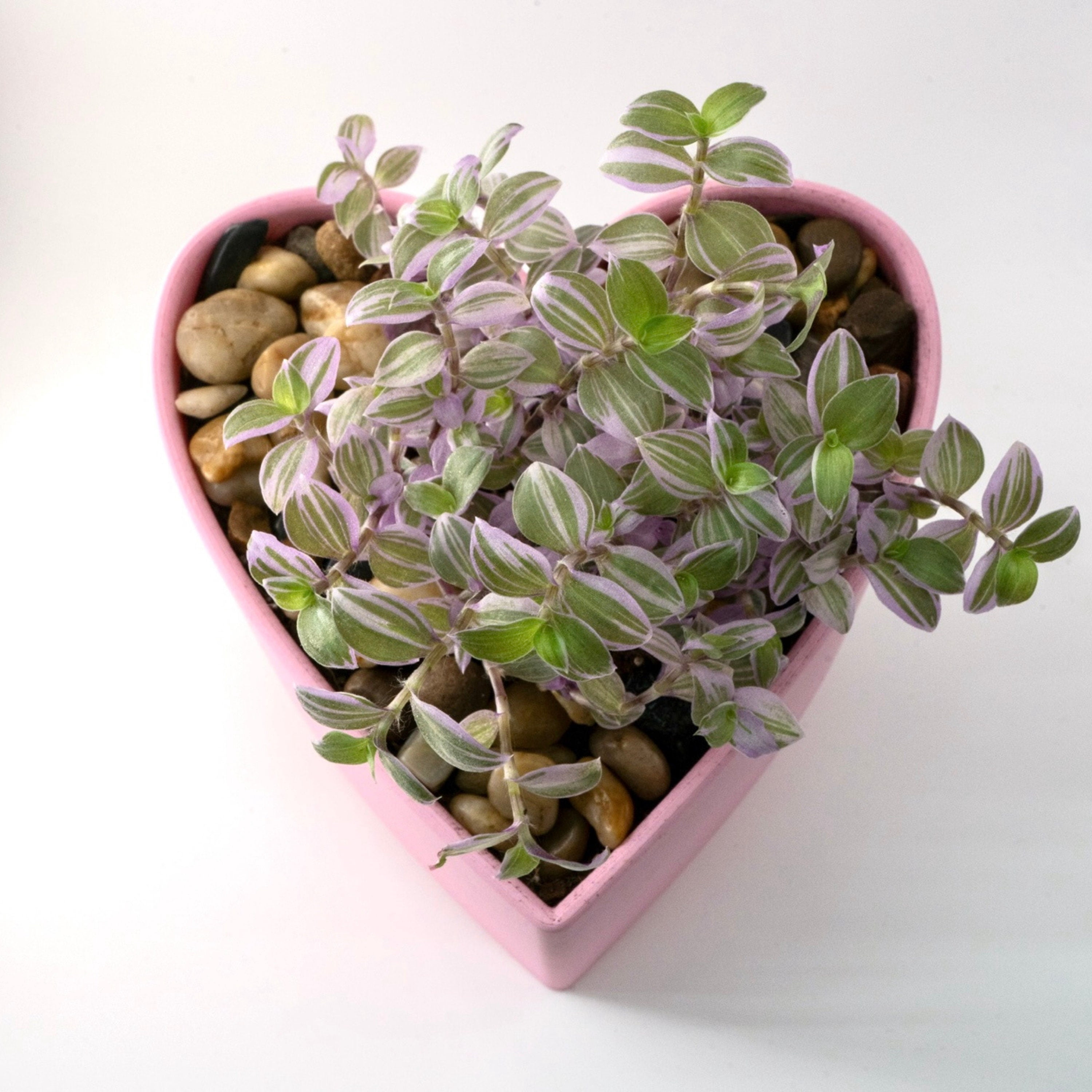 Valentines Day Heart Planter with Drainage | Plant Pot with Drainage ...