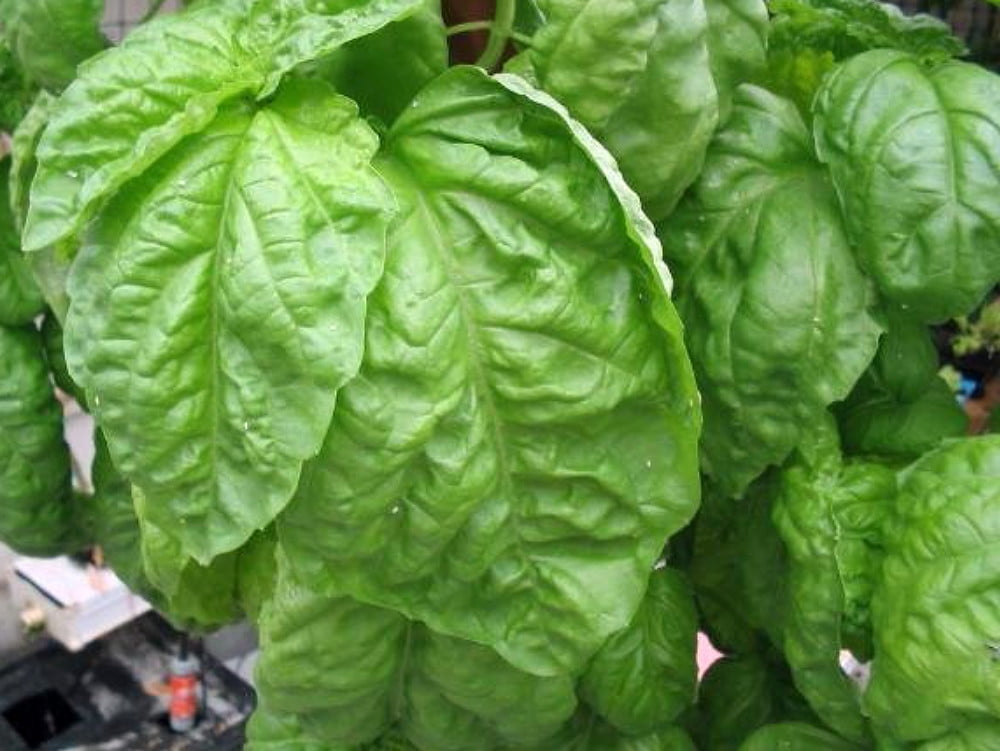 Valentino Basil Plant - Large, bright green, crinkled, aromatic leaves ...