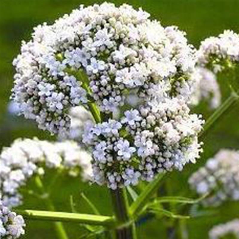Valerian Herb Seeds 4 Oz – Valeriana officinalis – Non-GMO Medicinal ...