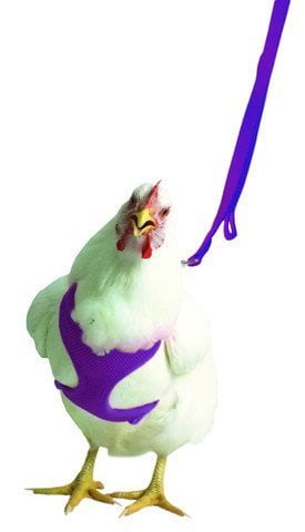 Valhoma Chicken Harness "Hen Size" - PLUS 6 FT Matching Chicken Leash ...