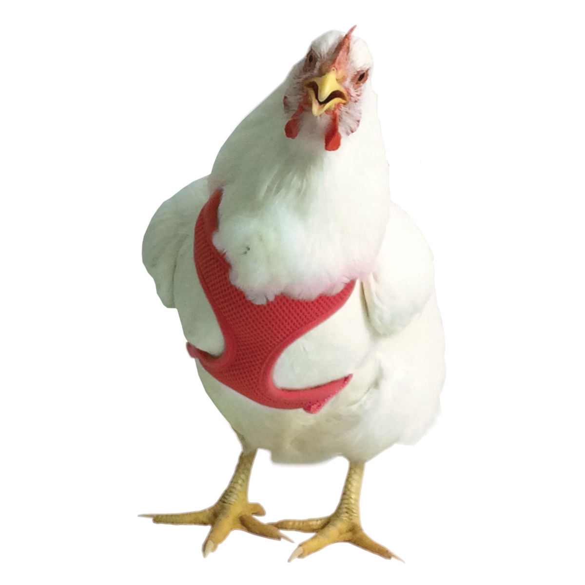 Valhoma Chicken Harness, Medium/Rooster - Walmart.com