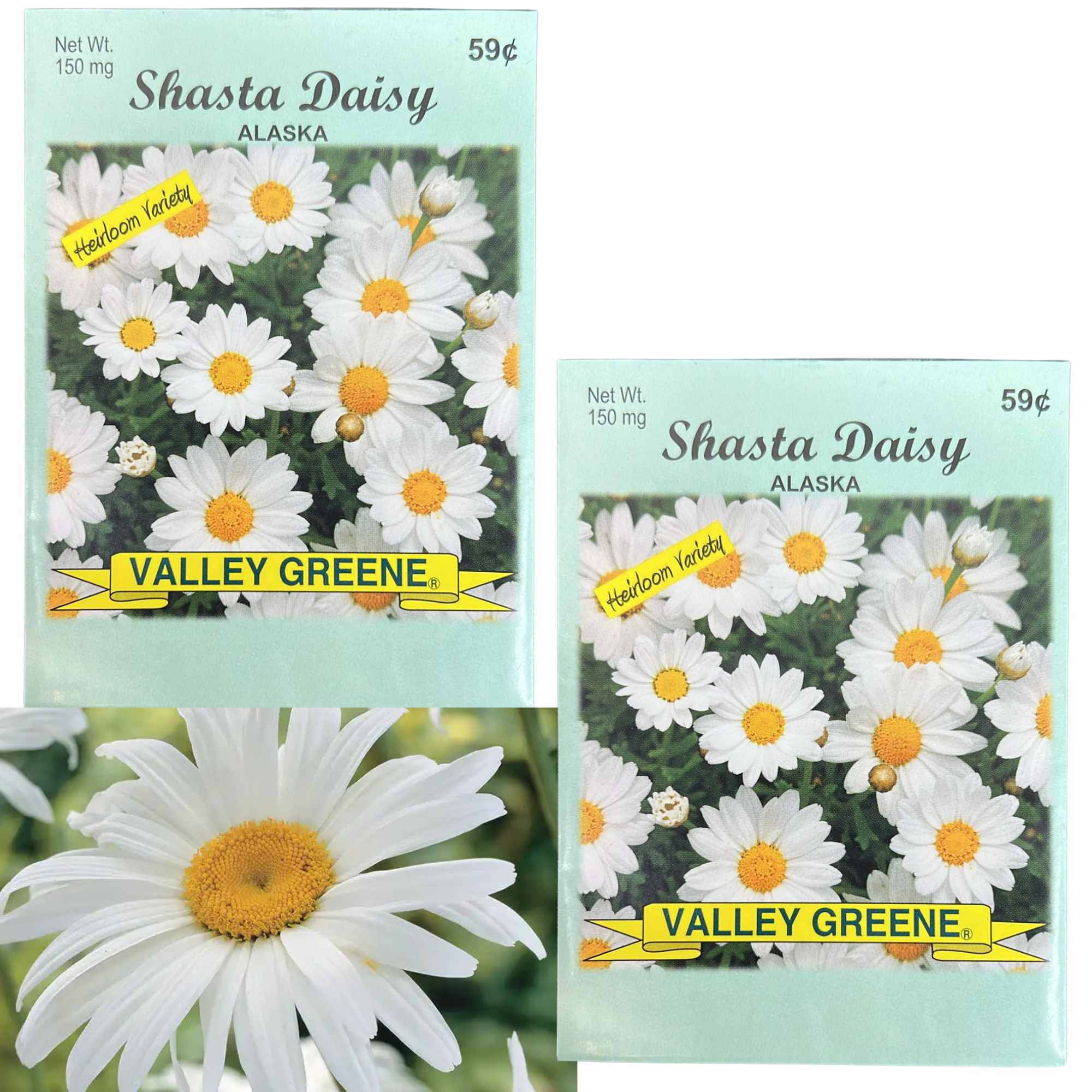 Valley Greene 150mg Shasta Daisy Alaska Seeds :2CT - Walmart.com