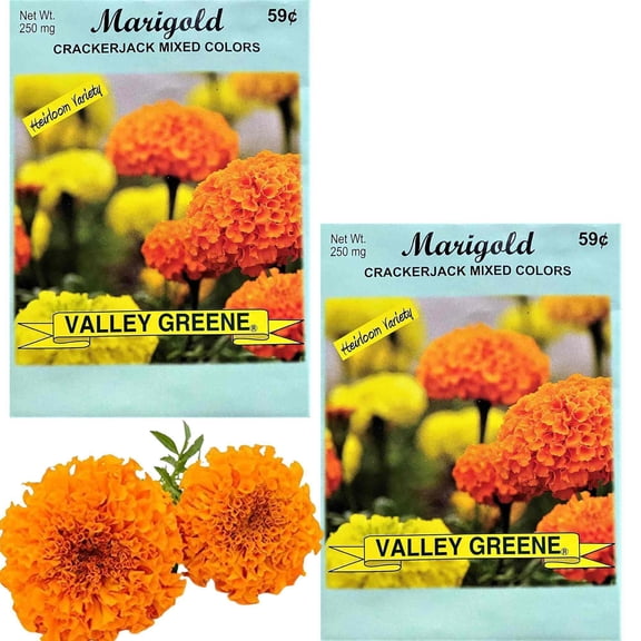 Marigold Variety