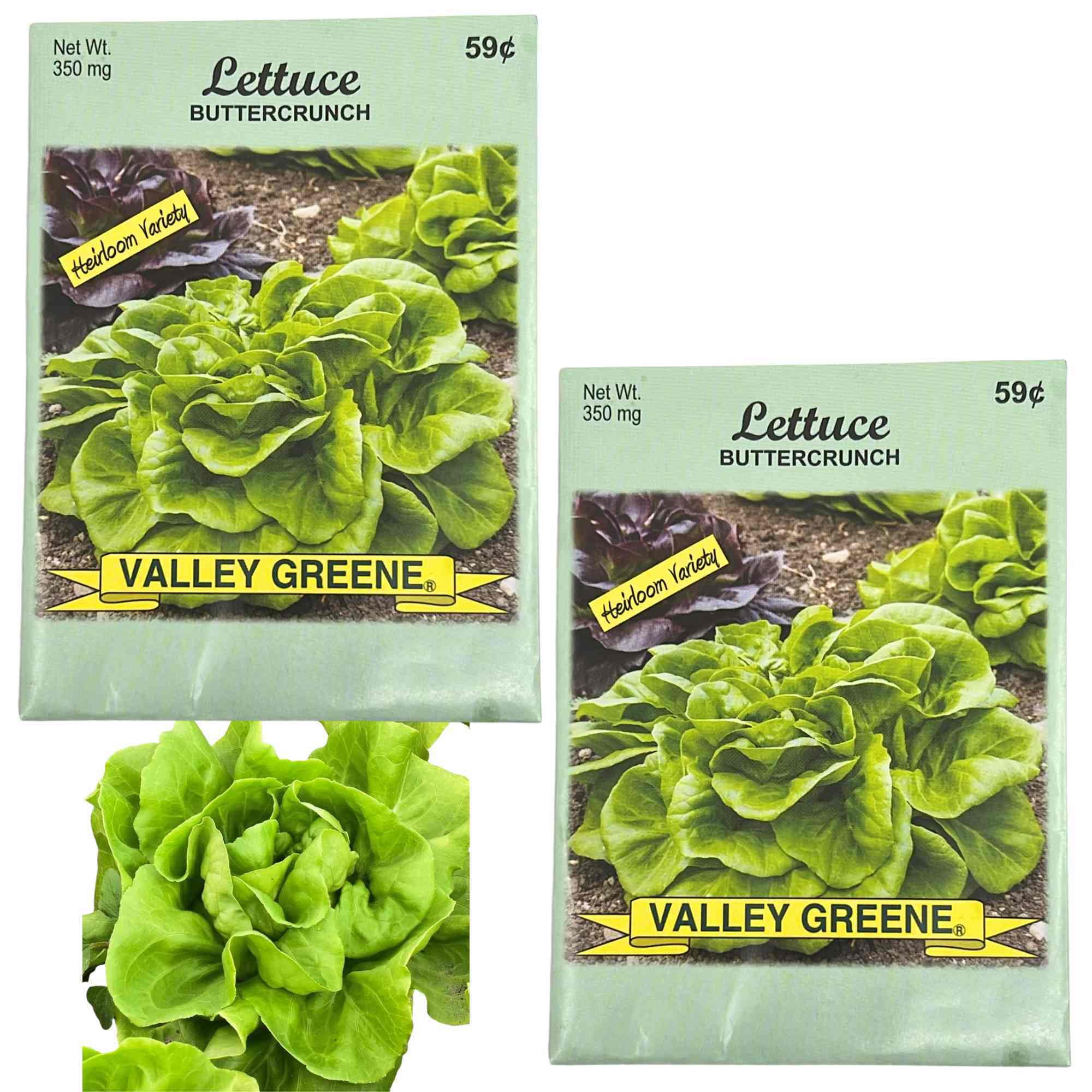 Valley Greene 350g Lettuce Buttercrunch Seeds: 2CT - Walmart.com