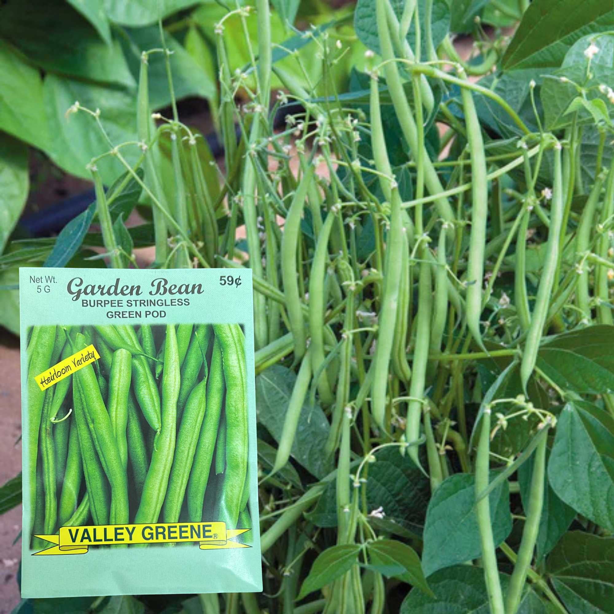 Valley Greene 5G Garden Bean Burpee Stringless Green Pod Seed : 2CT ...