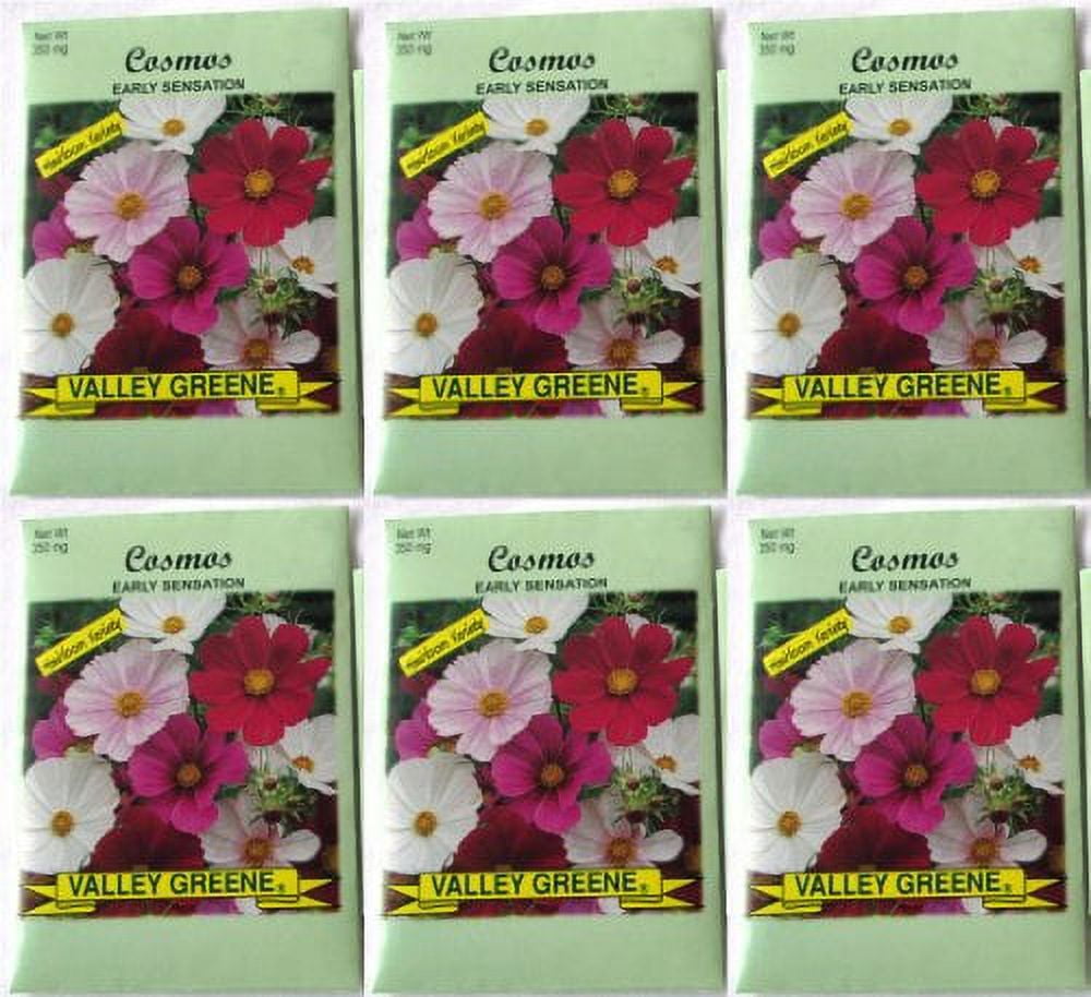 Valley Greene (6 Pack) 350 mg/Package Cosmos Heirloom Variety Seeds ...