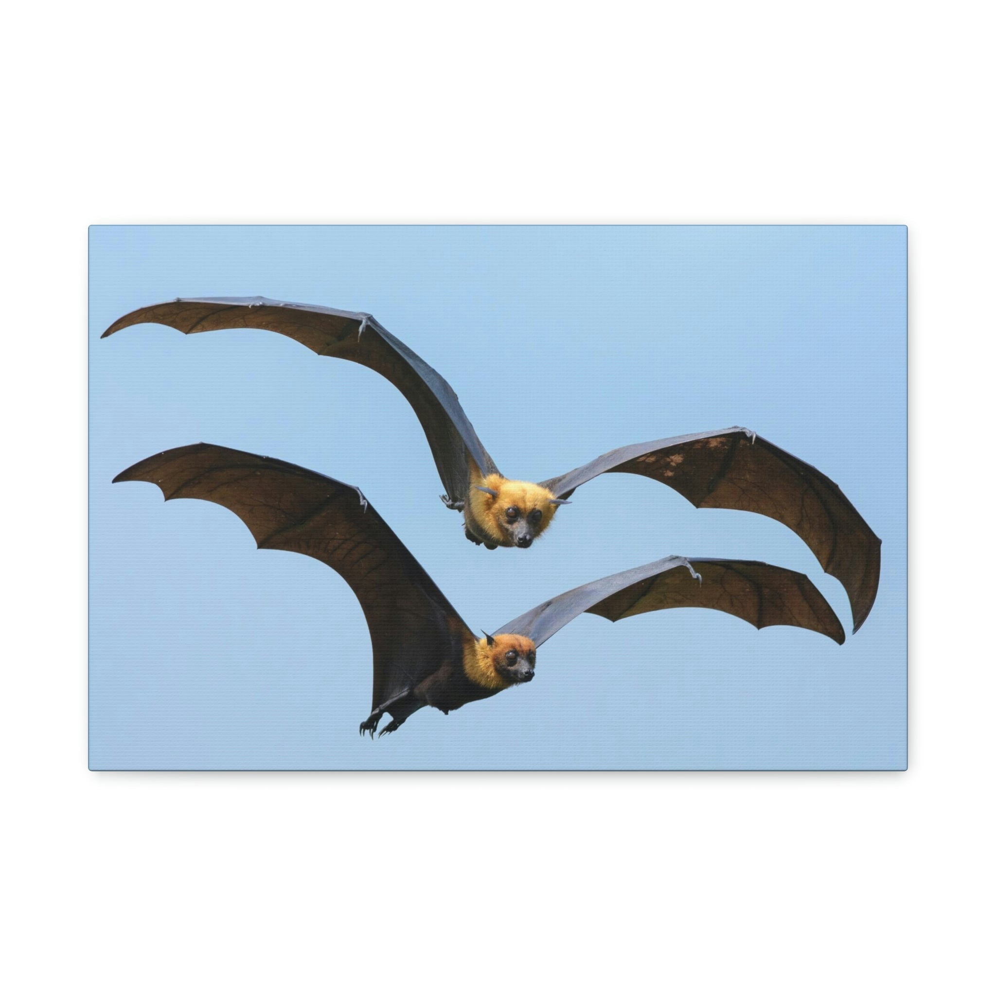 Vampire Bat Couple Vampire Bat Couple Print Animal Wall Art Wildlife ...