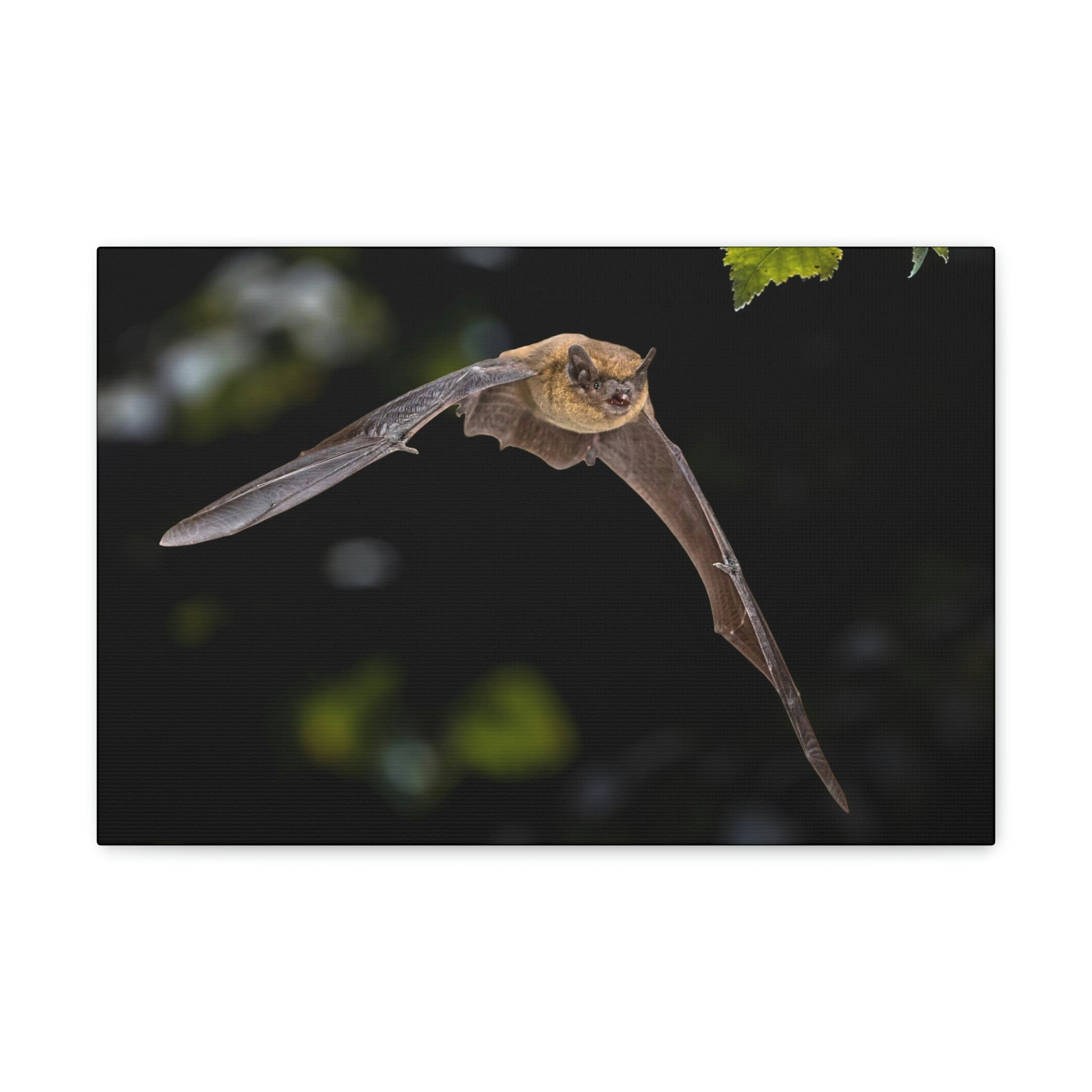 Vampire Bat Hunting Vampire Bat on Hunt Print Animal Wall Art Wildlife ...