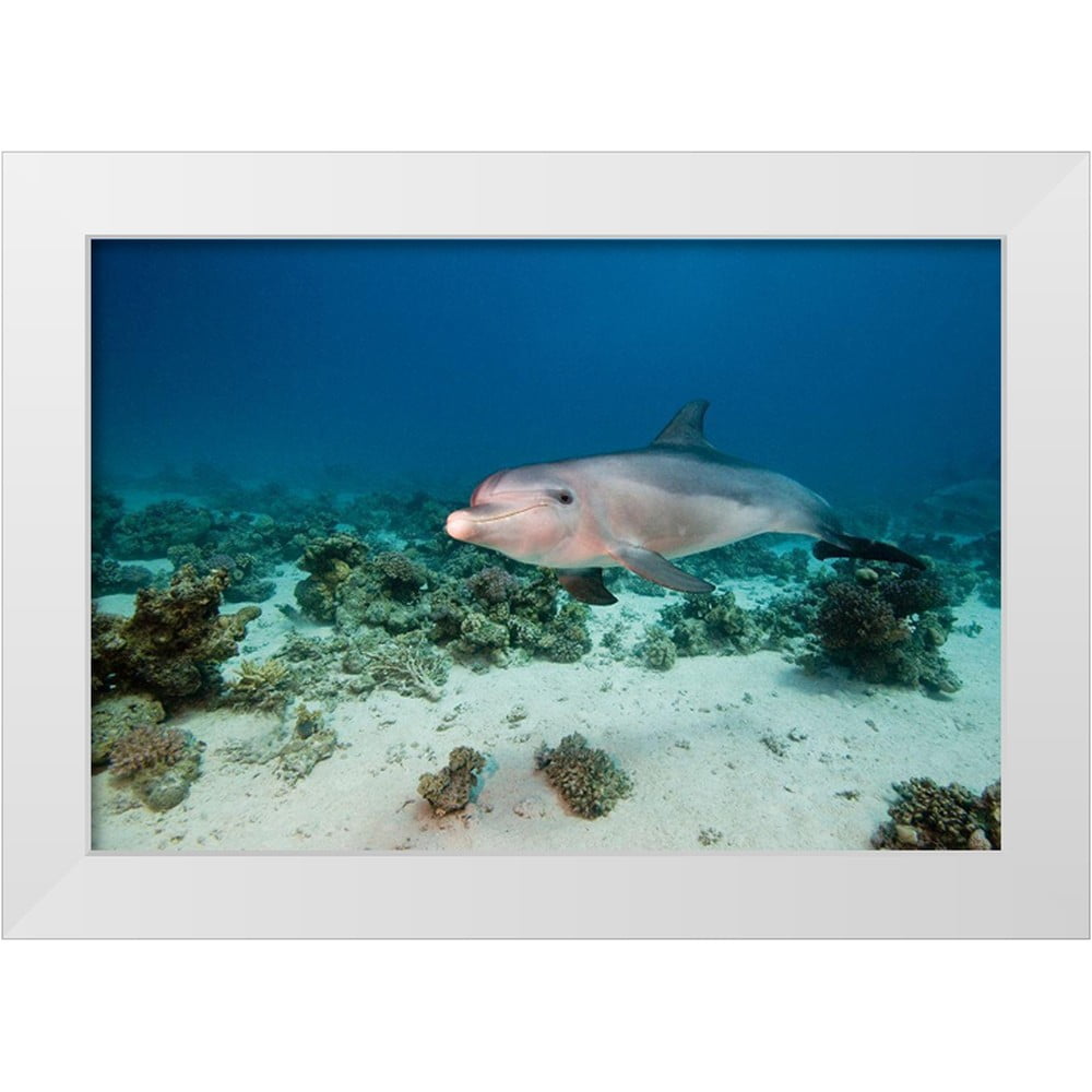 Van Beeck, Dray 14x11 White Modern Wood Framed Museum Art Print Titled - Bottlenose Dolphin ...