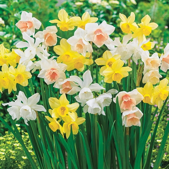 Daffodil Bulbs in Plant Bulbs - Walmart.com