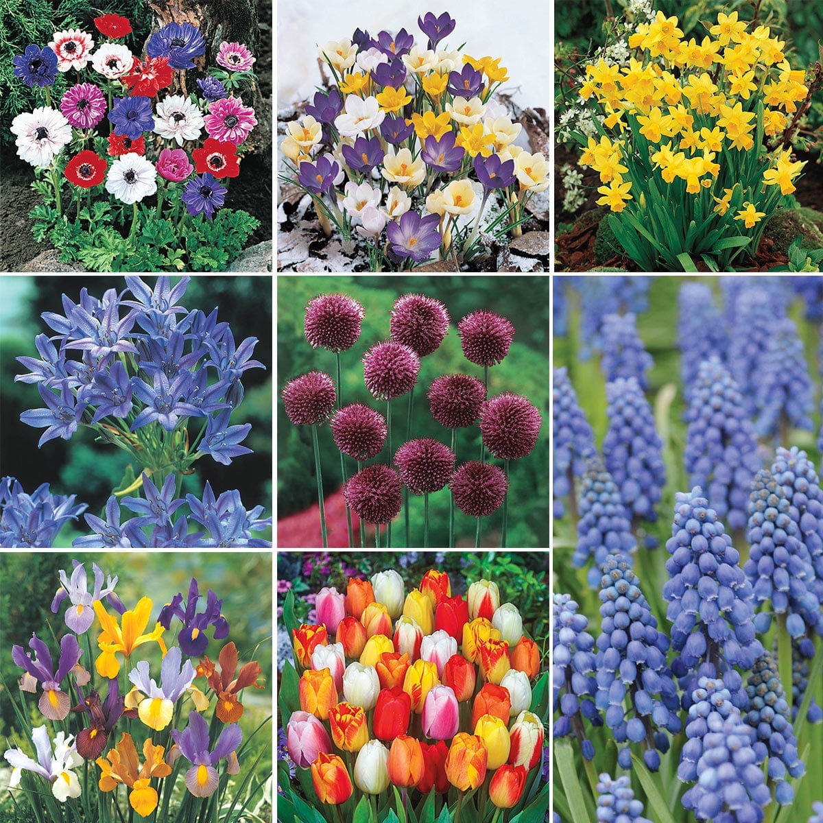Van Bourgondien 125pc Classic Dutch Garden Flower Bulb Mix, Partial Sun ...