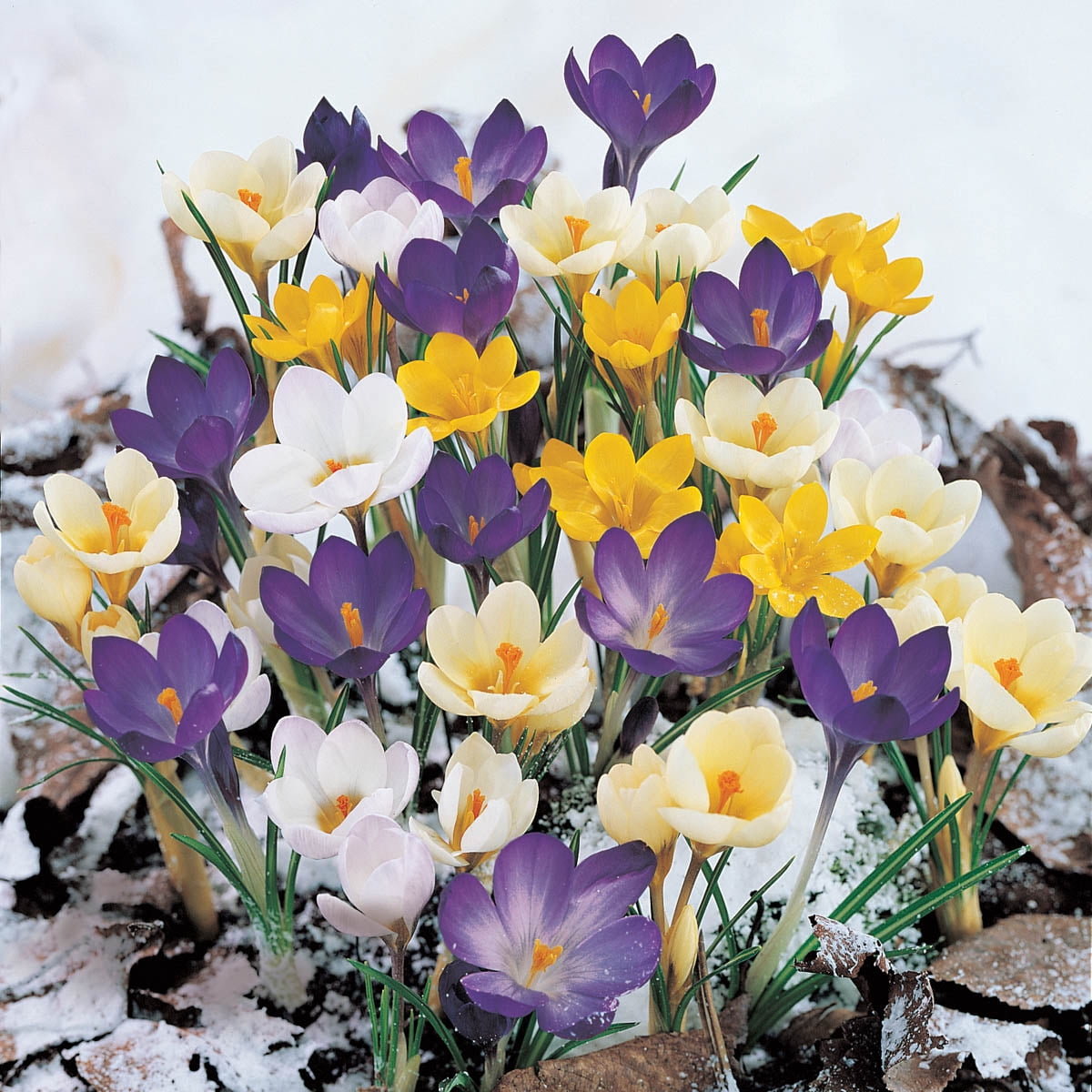 Van Bourgondien Multi-Colored Flowering Snow Crocus Dormant Flower Bulb ...
