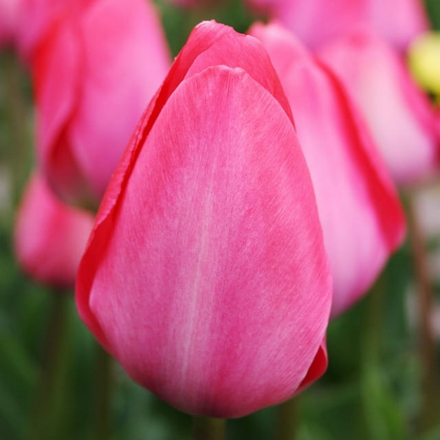 Van Eijk Darwin Hybrid Tulip Flower Bulbs - 6 Bulbs per Pack - Good as Cut Flowers - Good For ...