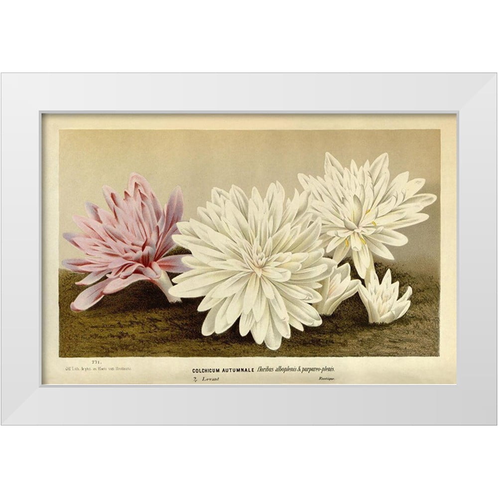 Van Houtteano. Horto 14x11 White Modern Wood Framed Museum Art Print ...