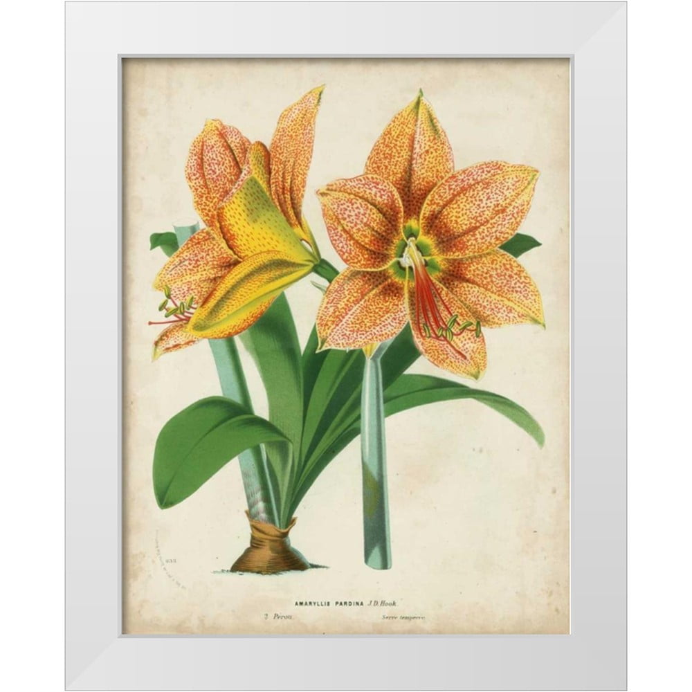 Van Houtteano, Horto 20x24 White Modern Wood Framed Museum Art Print Titled - Tropical Array I ...