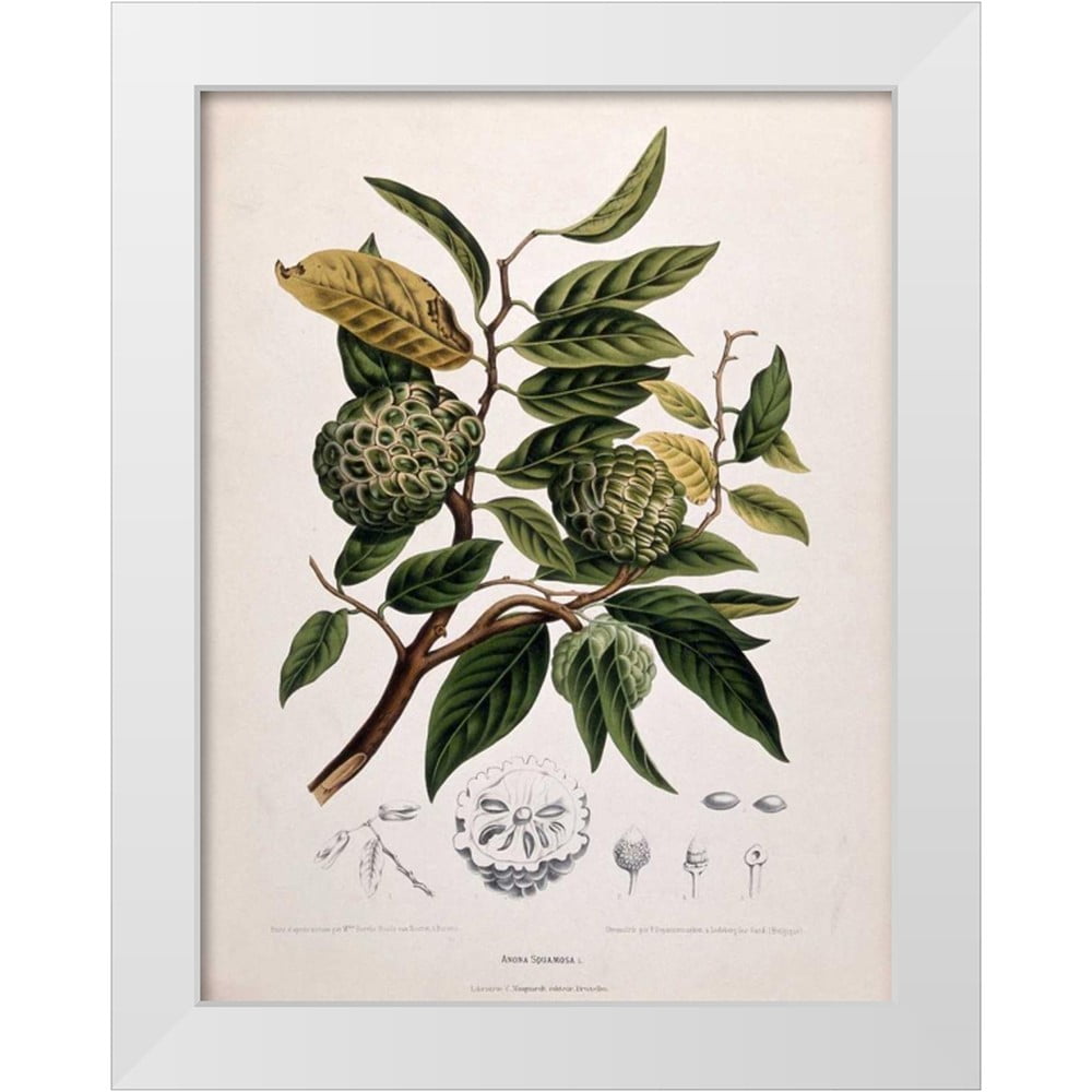 Van Nooten, Madame 19x24 White Modern Wood Framed Museum Art Print ...