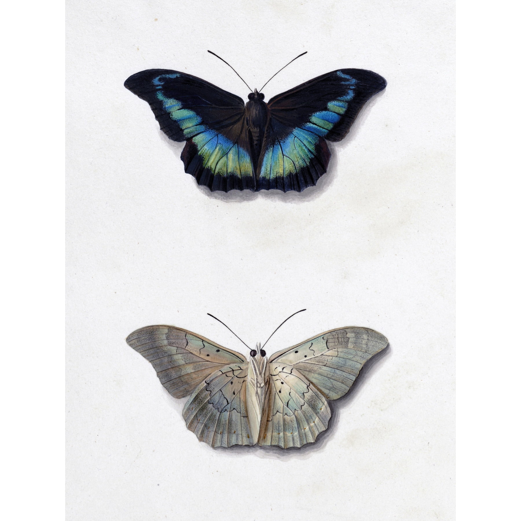 Van Os Top Bottom View Butterfly Nature Drawing Extra Large XL Wall Art ...