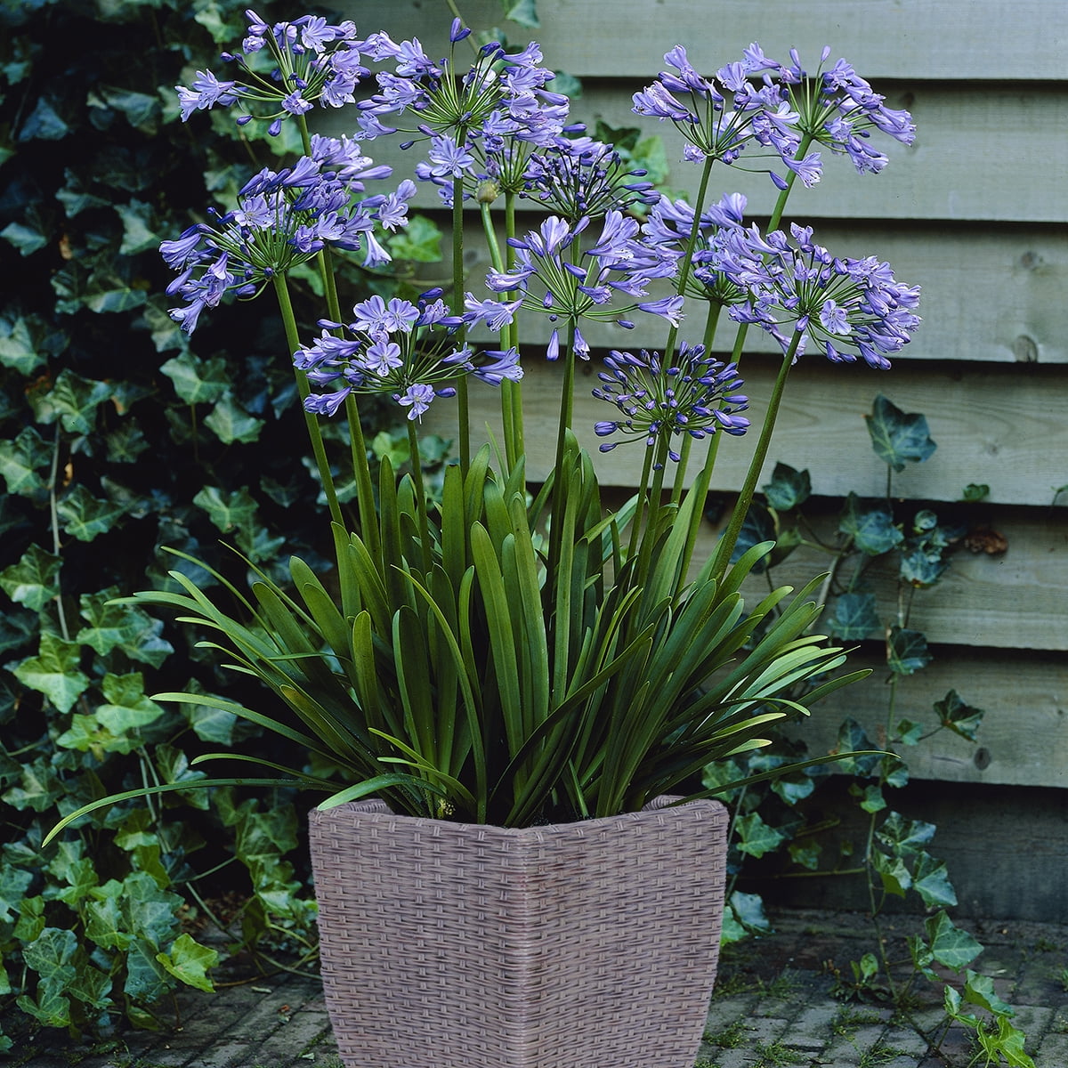 Van Zyverden Agapanthus Patio Kit with Decorative Rattan Planter ...