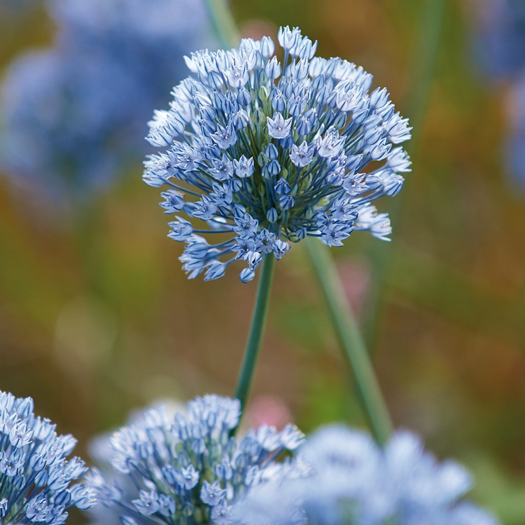 Van Zyverden Allium Azureum Blue Globe Onions 25 Bulbs Partial Sun ...