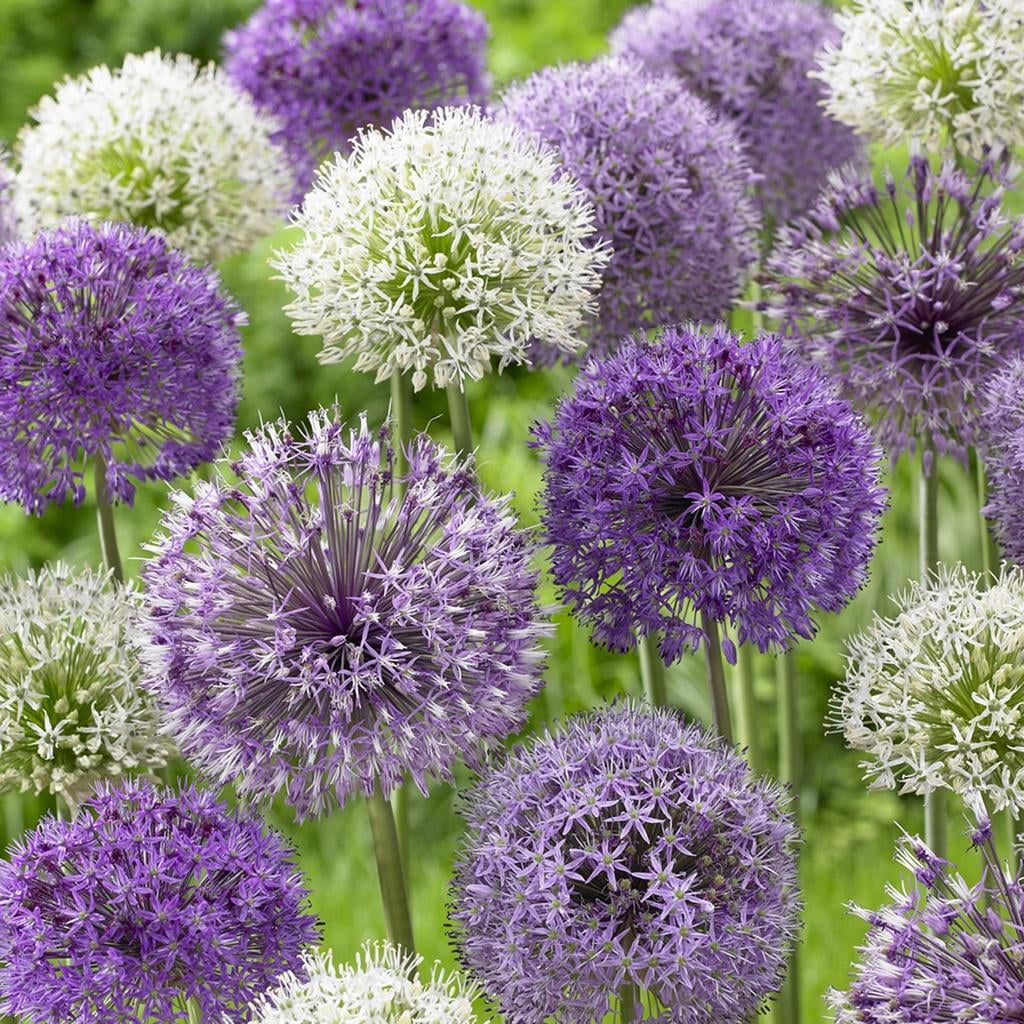Van Zyverden Allium Blend Set of 6 Bulbs Purple Partial Sun Perennial ...