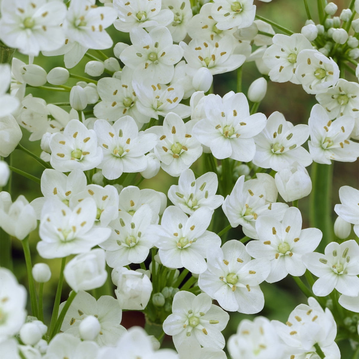 Van Zyverden Allium Collection Set of 150 Bulbs White Partial Sun ...