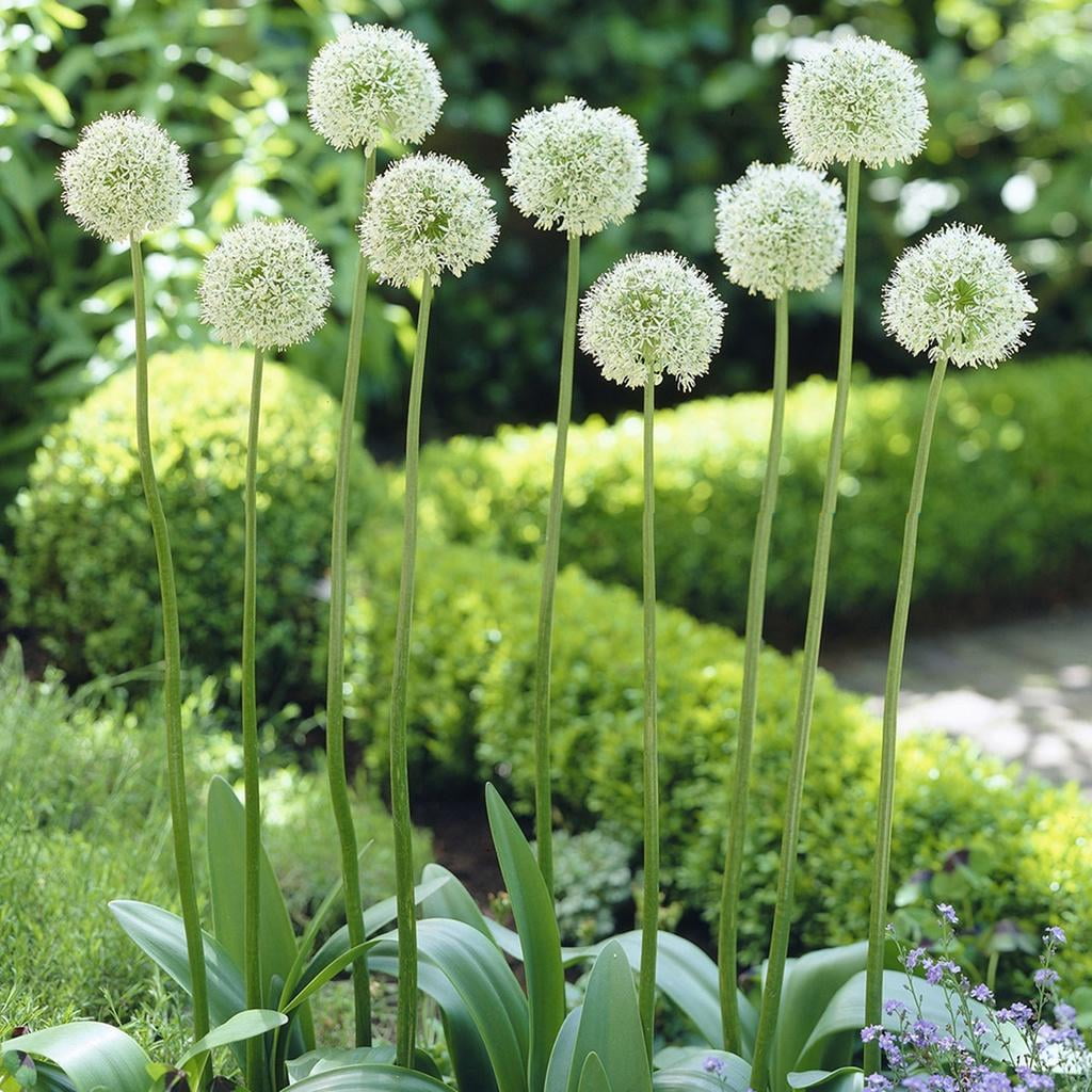 Van Zyverden Allium Mount Everest Set of 3 Bulbs White Partial Sun ...