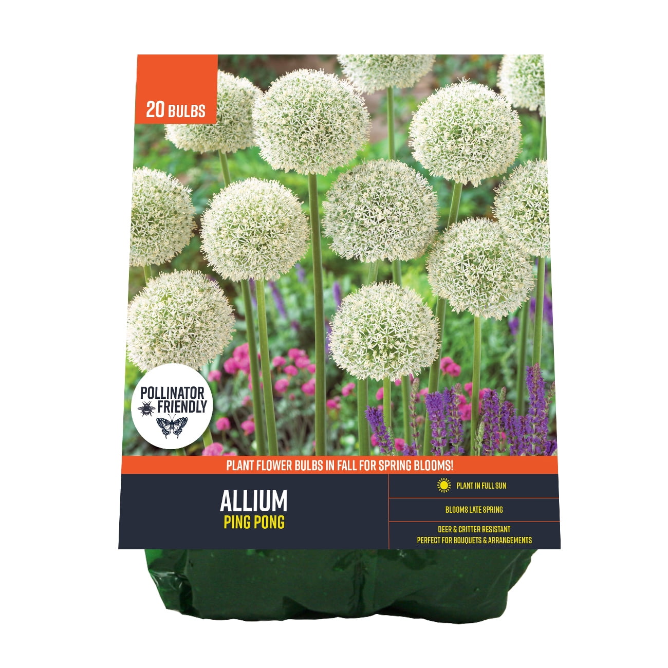 Van Zyverden Allium Ping Pong (Set of 20 Dormant Bulbs) Full Sun, White ...