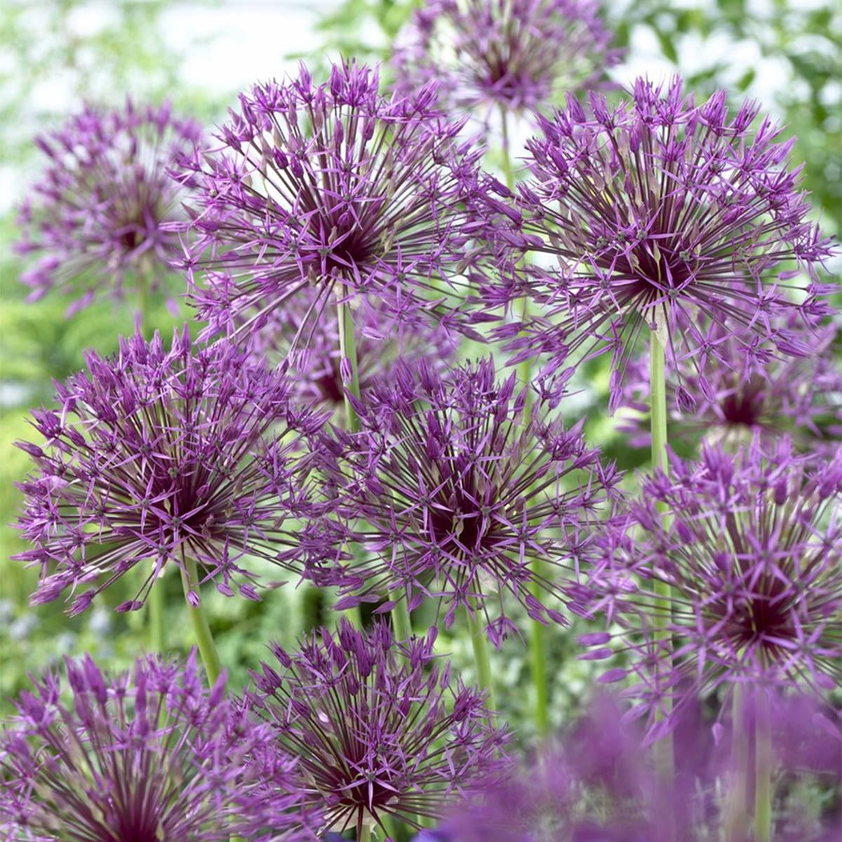 Van Zyverden Allium Purple Rain Set of 5 Bulbs Purple Partial Sun ...